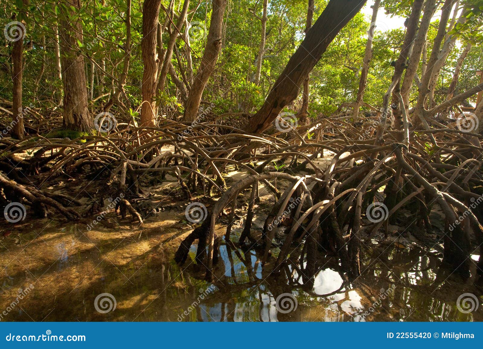 Mangrove Forest stock photo. Image of branch, shallow - 22555420