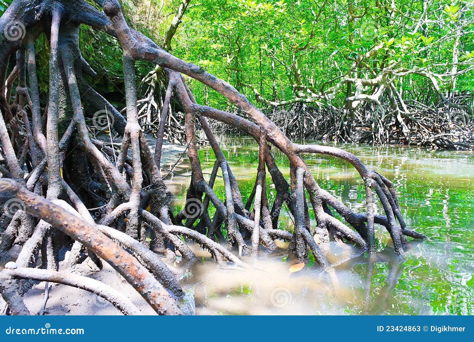 What Are Mangrove Forests Livingdreamstv