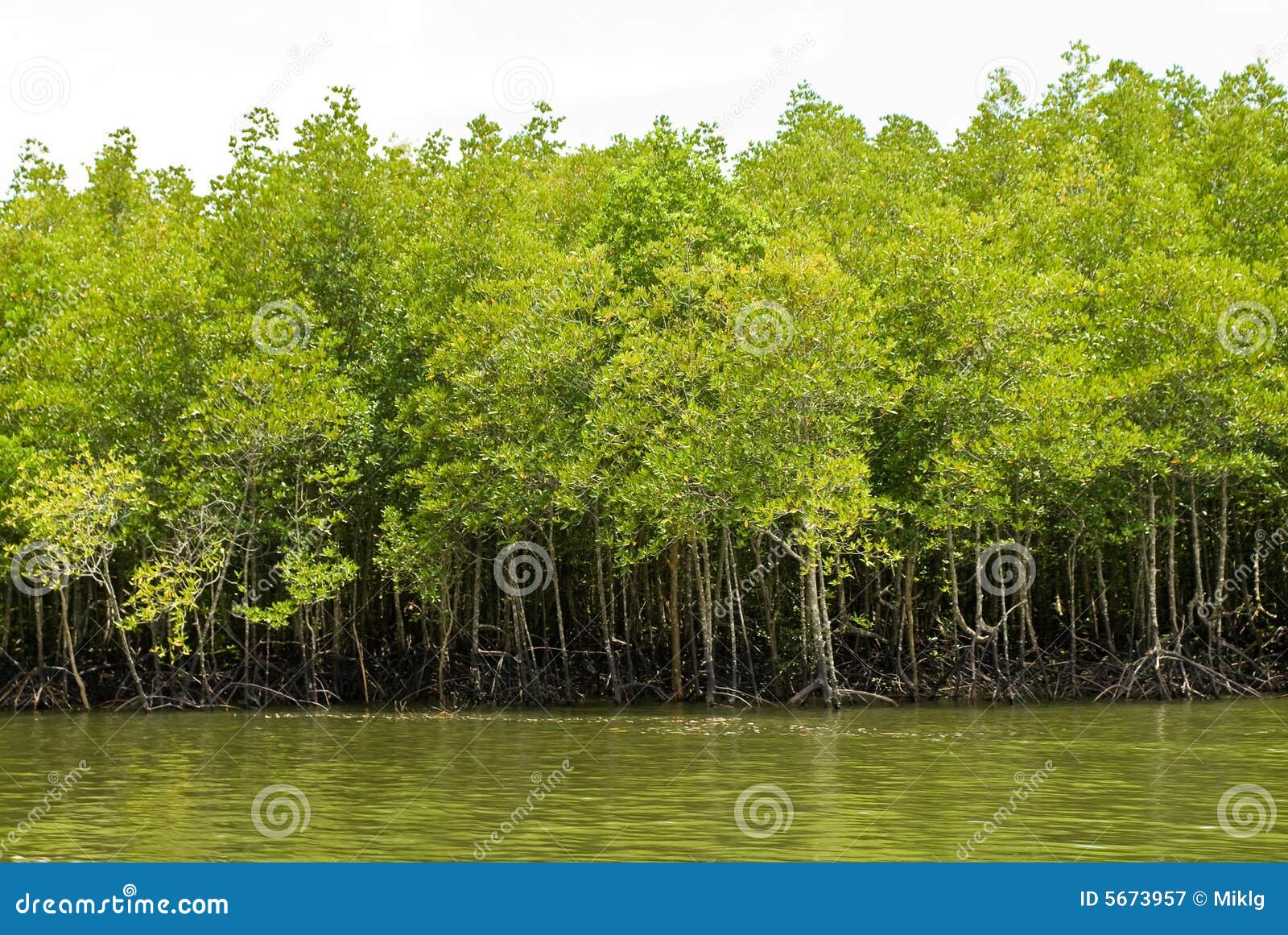 Mangrove forest stock image. Image of leaf, growth, plants - 5673957