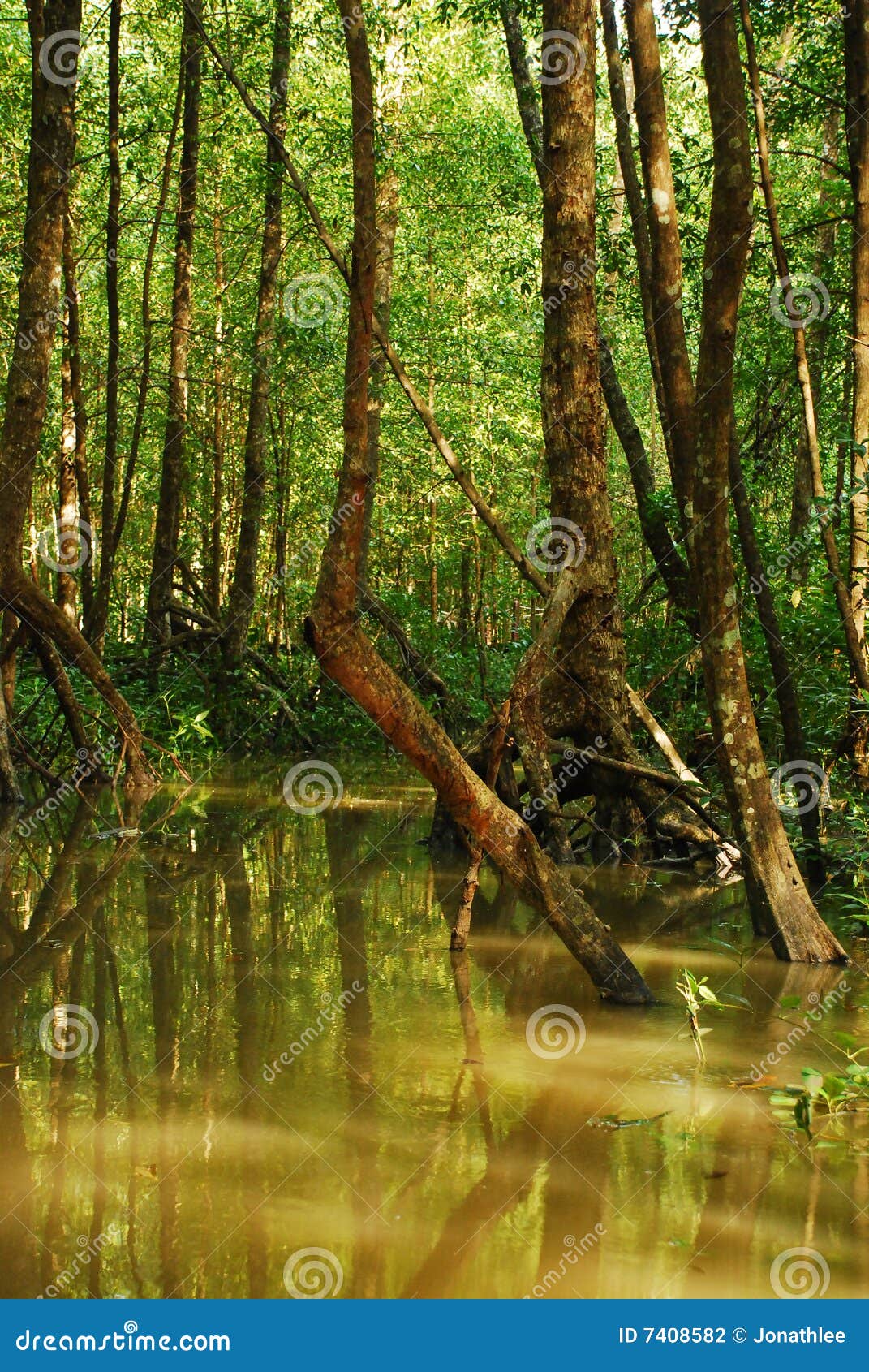 Mangrove forest stock photo. Image of malaysia, swamp - 7408582
