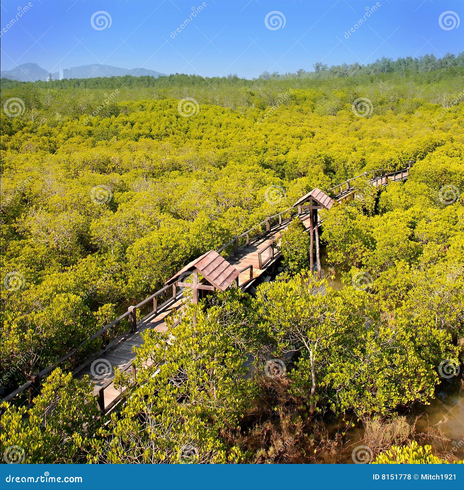 Mangrove Forest stock photo. Image of forest, walking - 8151778