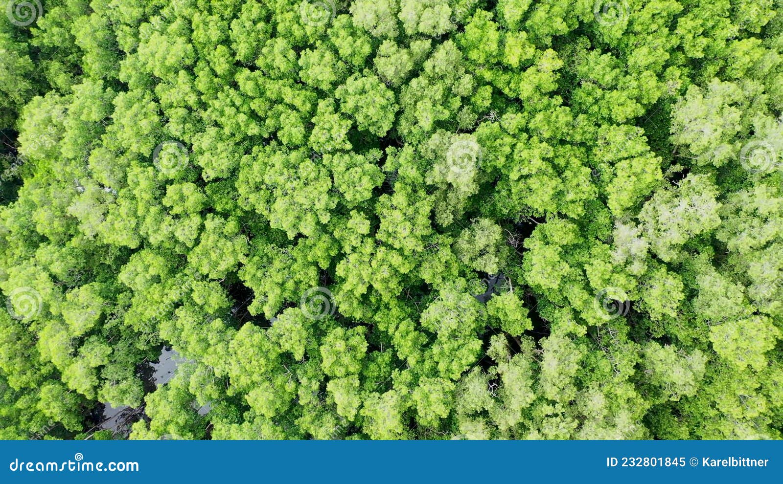Mangrove Forest Aerial Top View. Aerial Top Down Flyover Shot Stock ...
