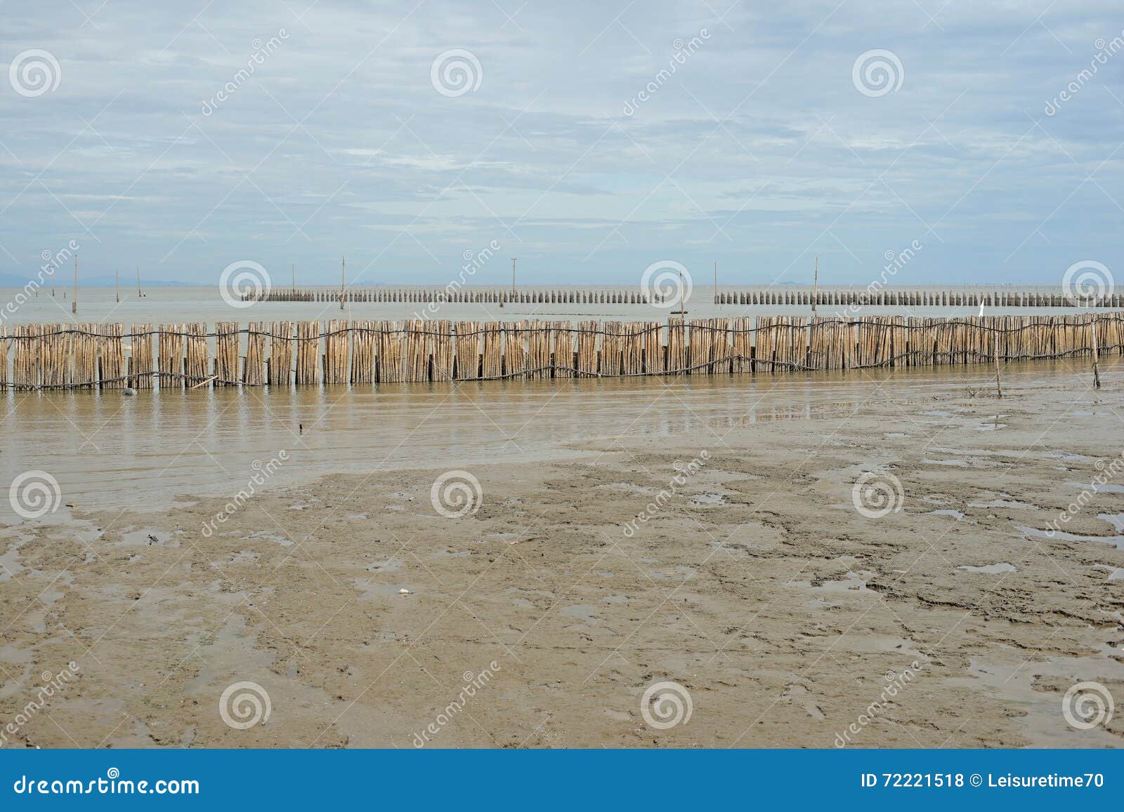 Mangrove Forest, Bamboo Barrier for Protection Coastline Wave Stock ...