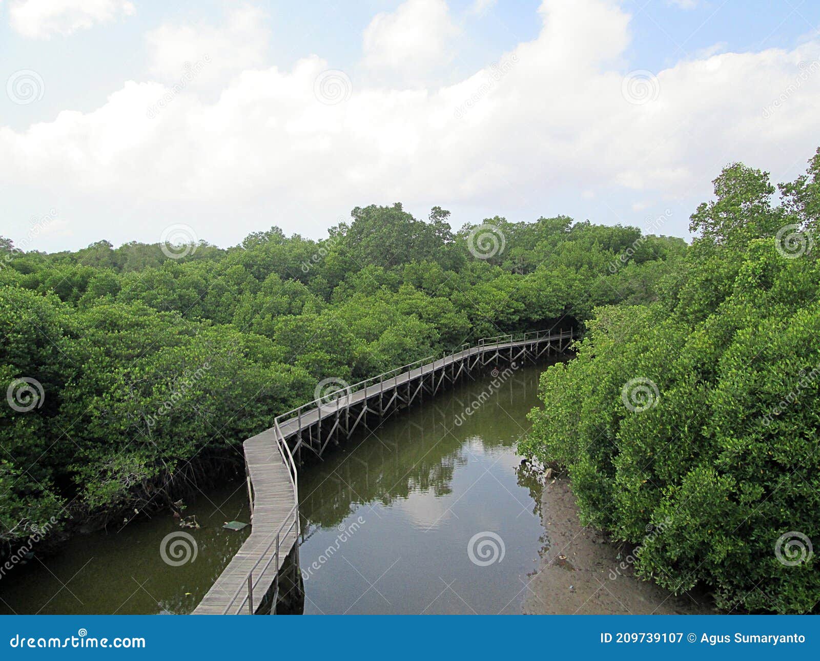 The Mangrove Forest from Bird View Stock Image - Image of mangrove ...