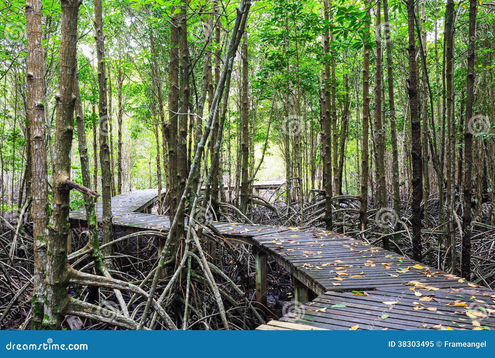 Mangrove Forest In Palawan. Royalty-Free Stock Photography ...