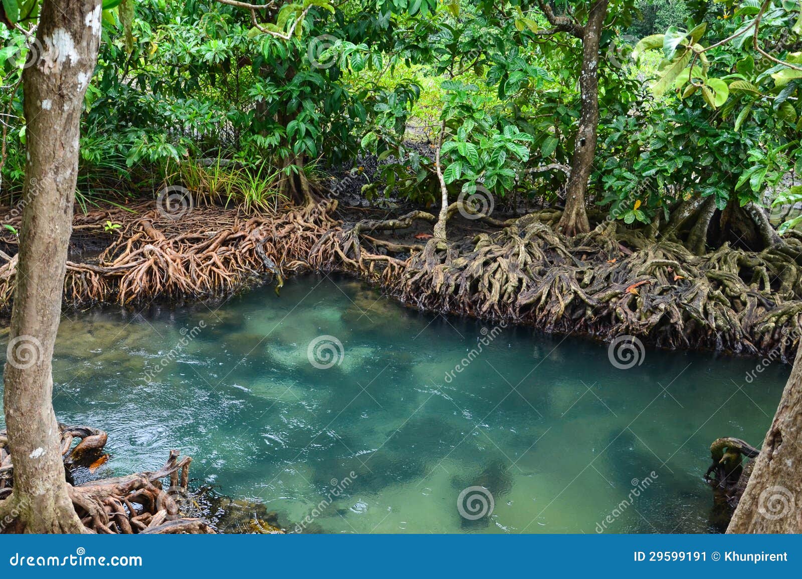 Mangrove Forest with Clear Natural Pool Stock Image - Image of leaf ...