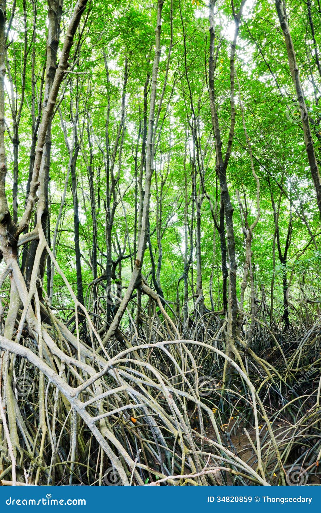 Mangrove forest stock image. Image of plant, forest, monsoon - 34820859