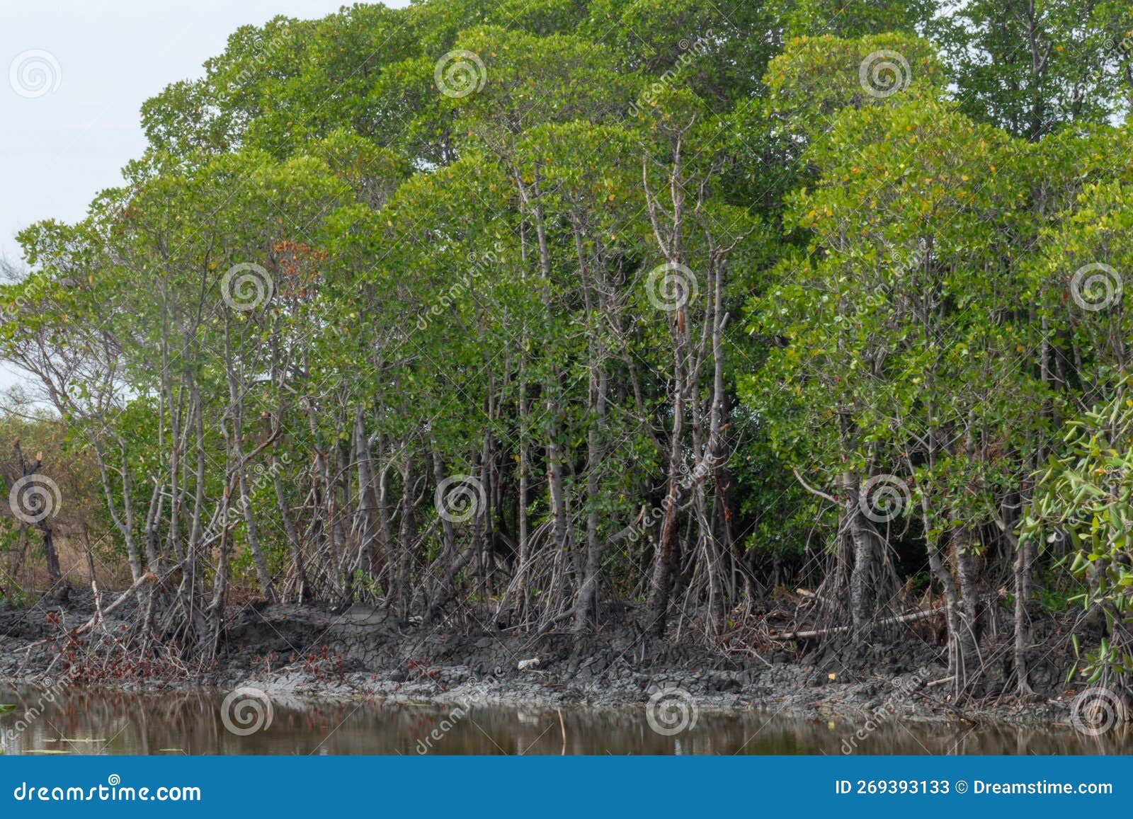 Mangrove Forest in East Java Indonesia Stock Image - Image of forest ...