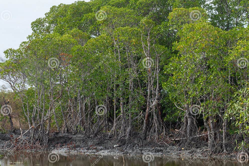 Mangrove Forest in East Java Indonesia Stock Image - Image of forest ...