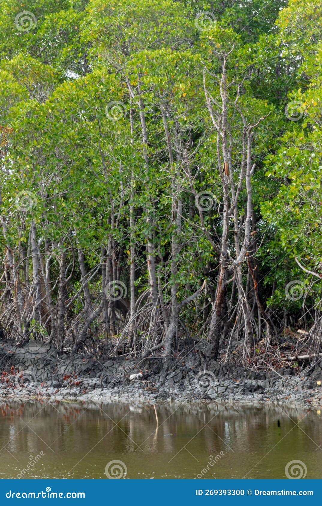 Mangrove Forest in East Java Indonesia Stock Photo - Image of garden ...
