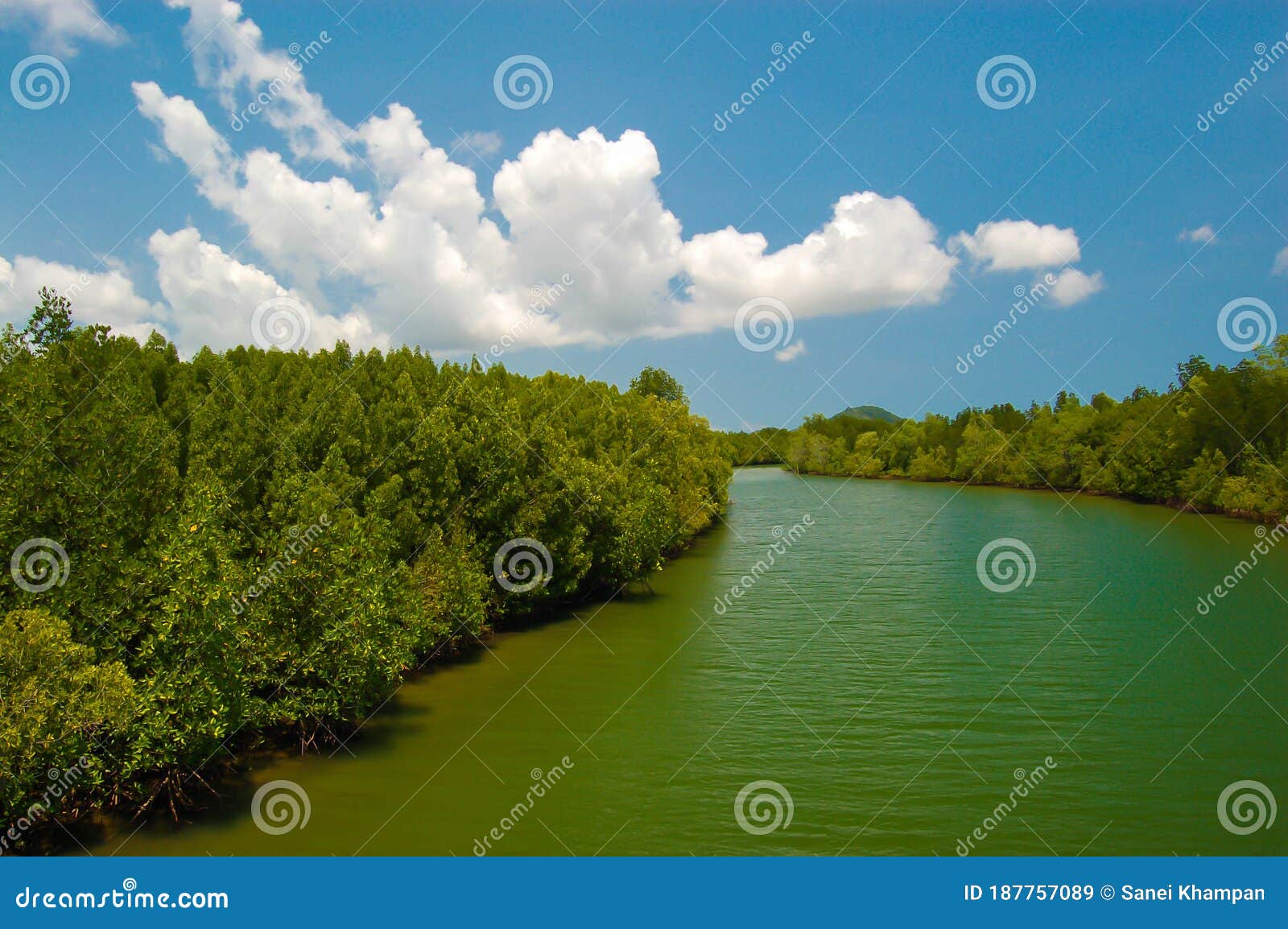 Mangrove Forest by the Estuary is the Special Ecosystem. Stock Image ...