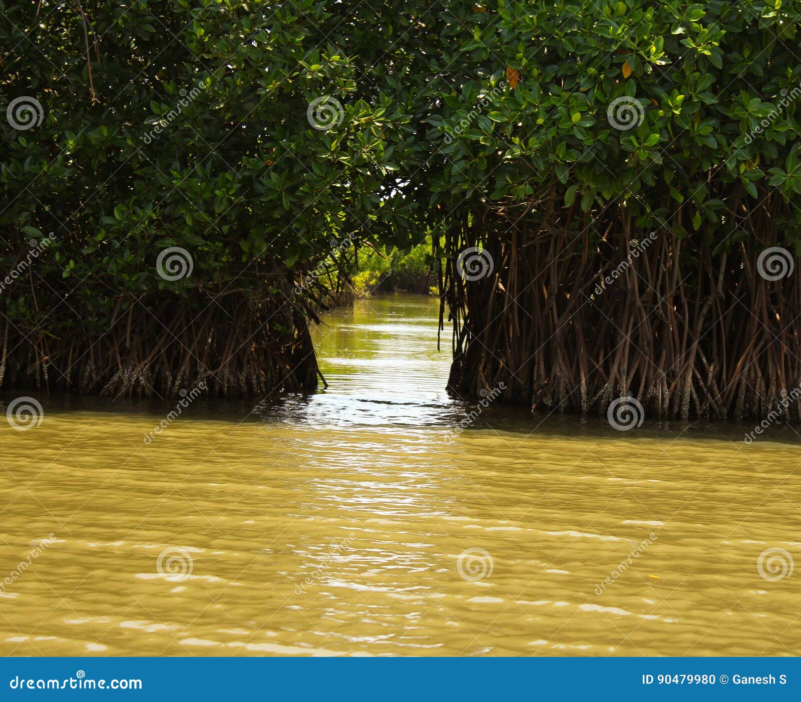Mangrove stock photo. Image of nature, forest, scene - 90479980