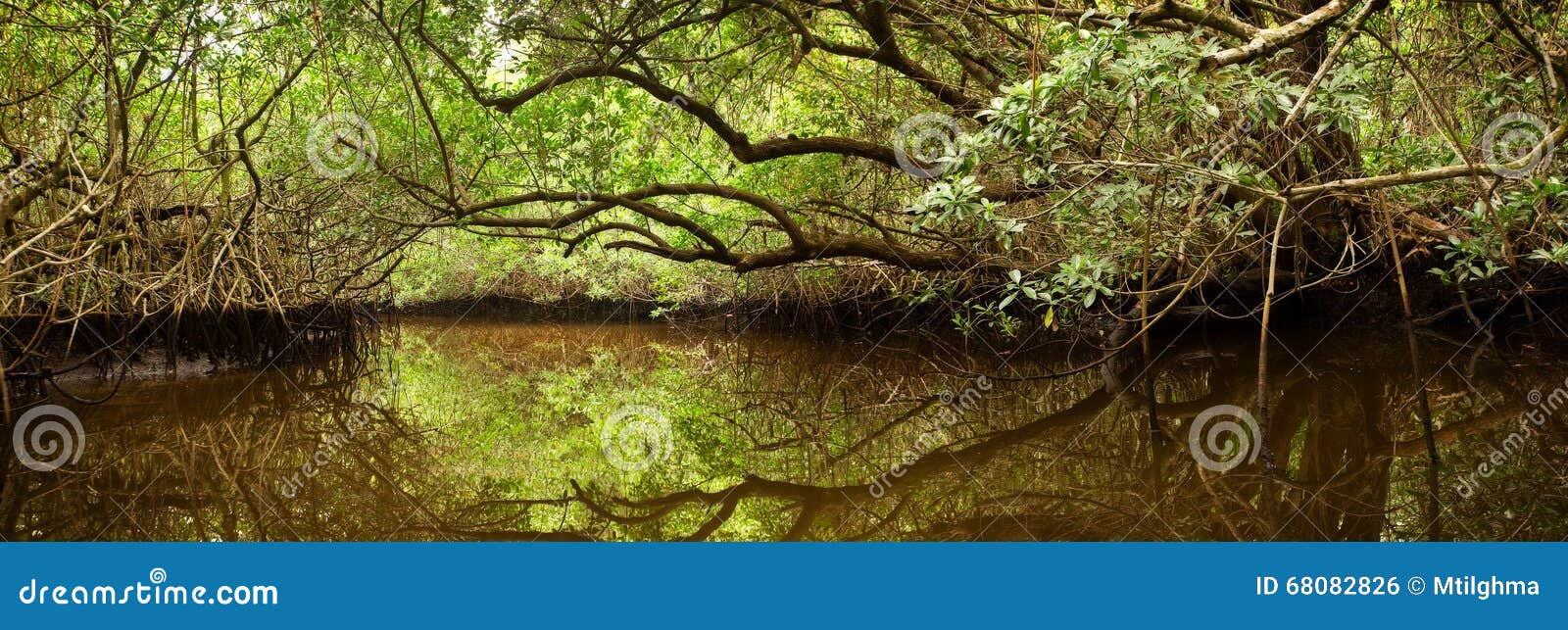 Mangrove Forest in Florida Everglades Stock Photo - Image of park ...