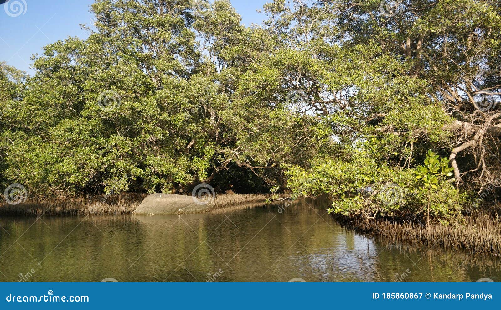 Mangrove forest at goa stock image. Image of woodland - 185860867