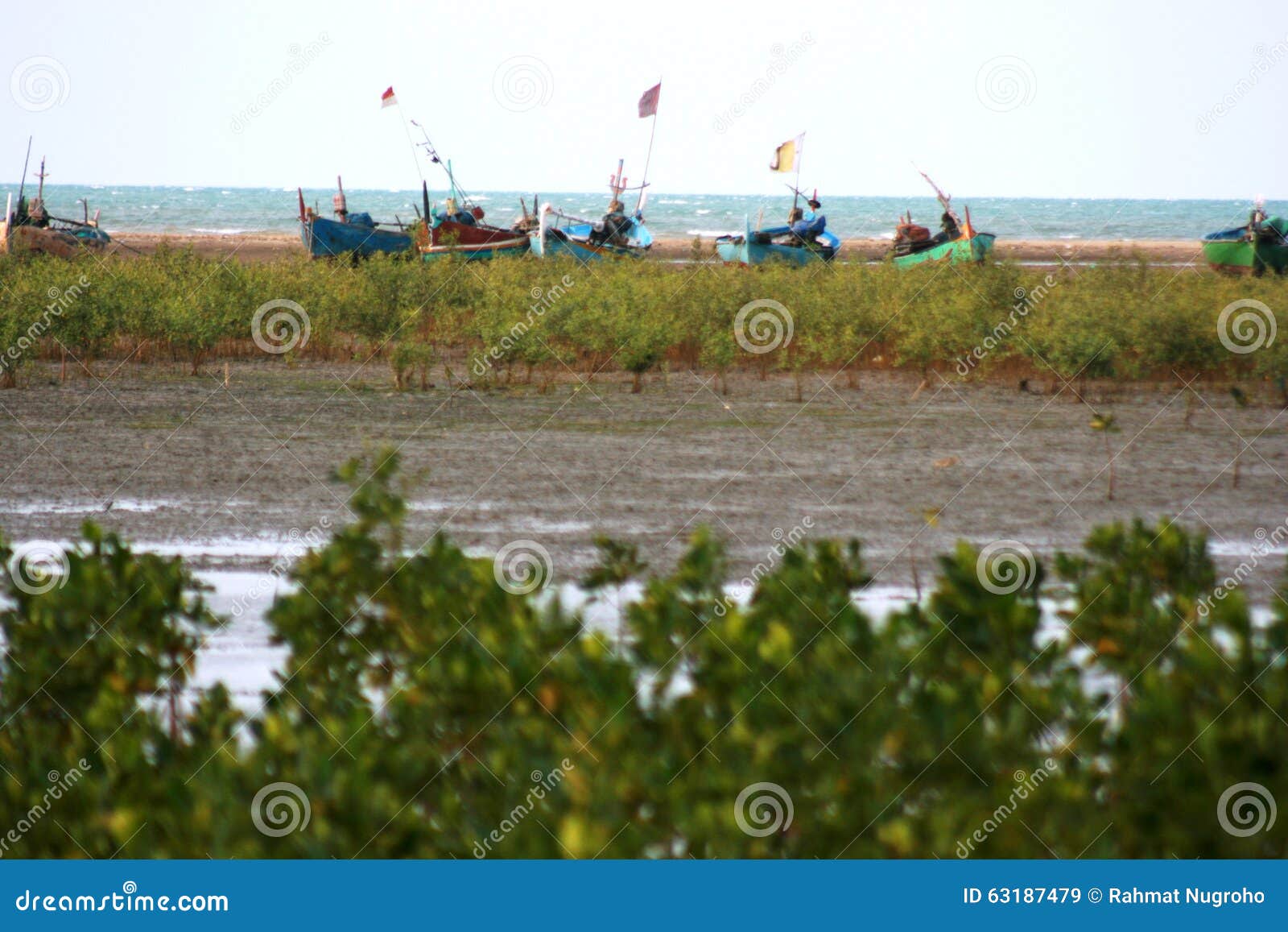 Mangrove forest editorial stock image. Image of java - 63187479