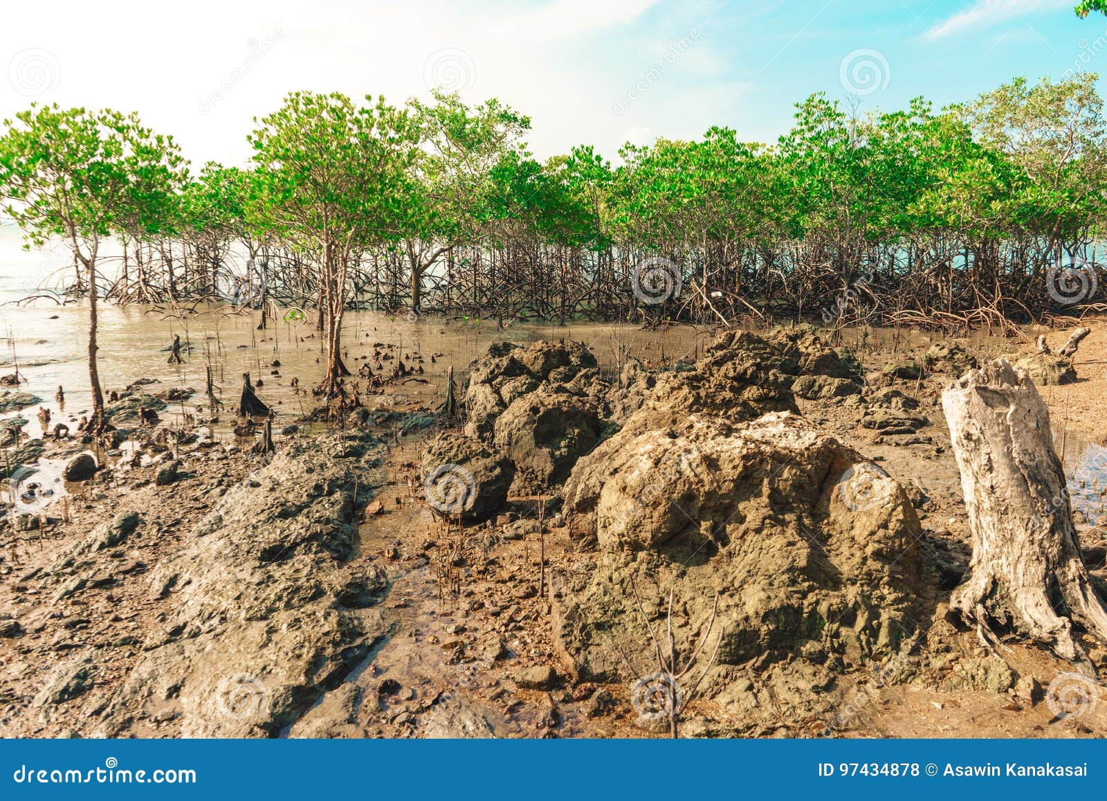 The mangrove forest stock photo. Image of outdoor, forest - 97434878