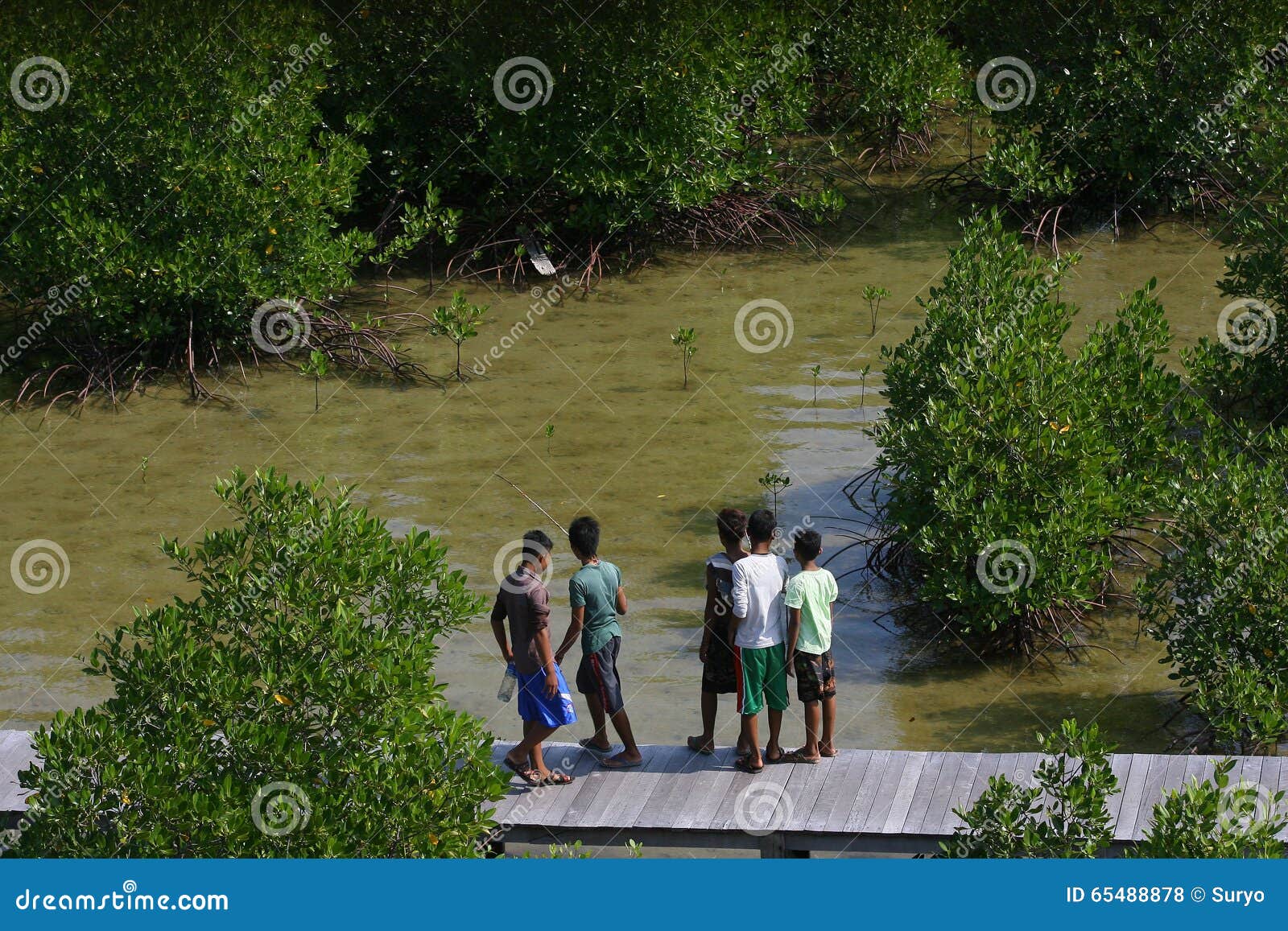 Mangrove editorial stock photo. Image of nature, forest - 65488878