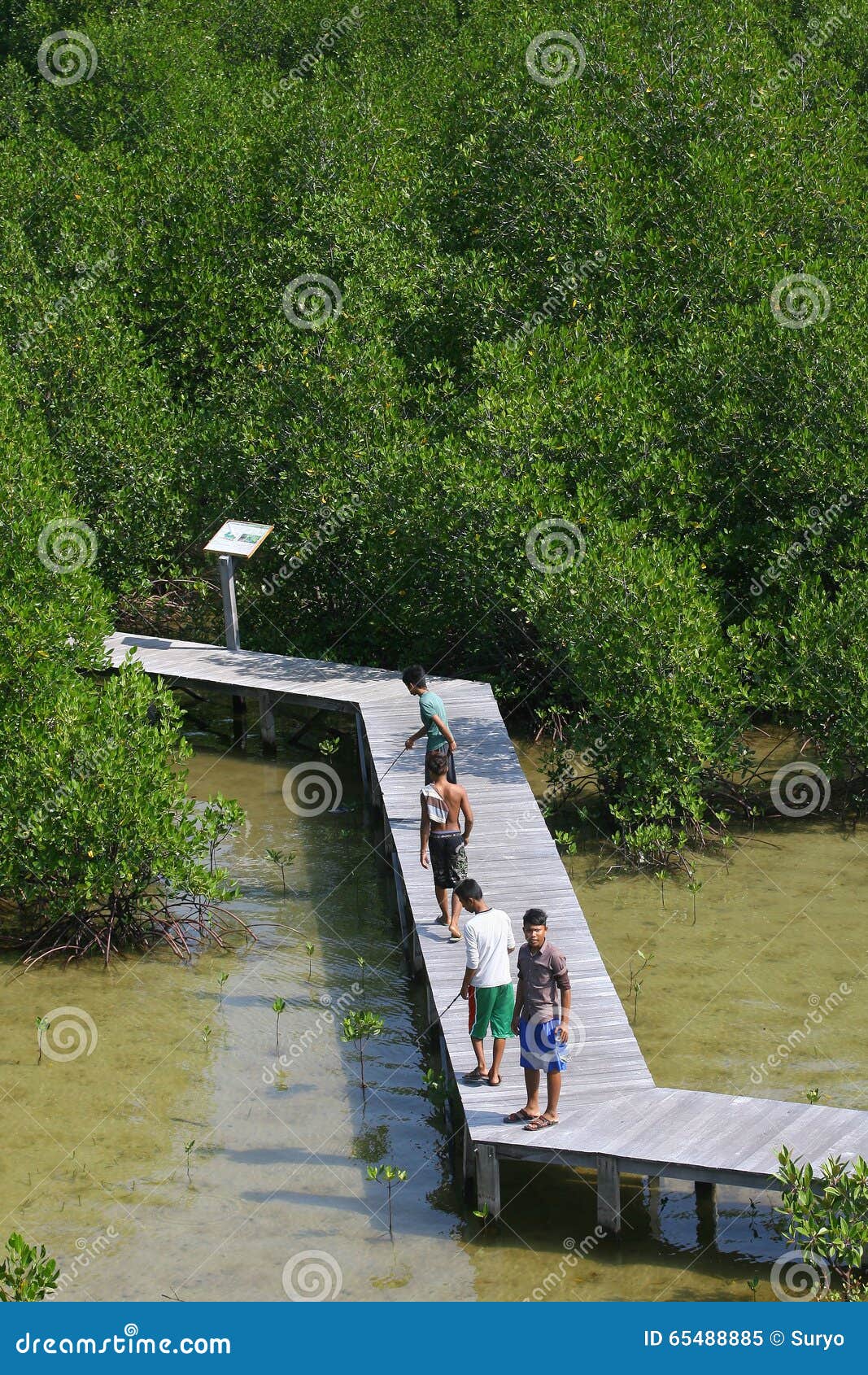 Mangrove editorial image. Image of beace, tree, bayou - 65488885