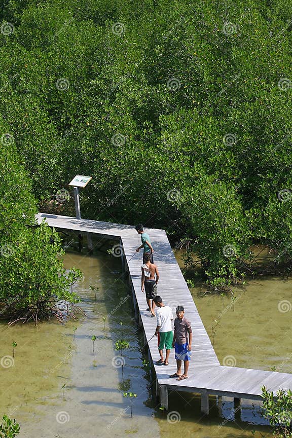 Mangrove editorial image. Image of beace, tree, bayou - 65488885