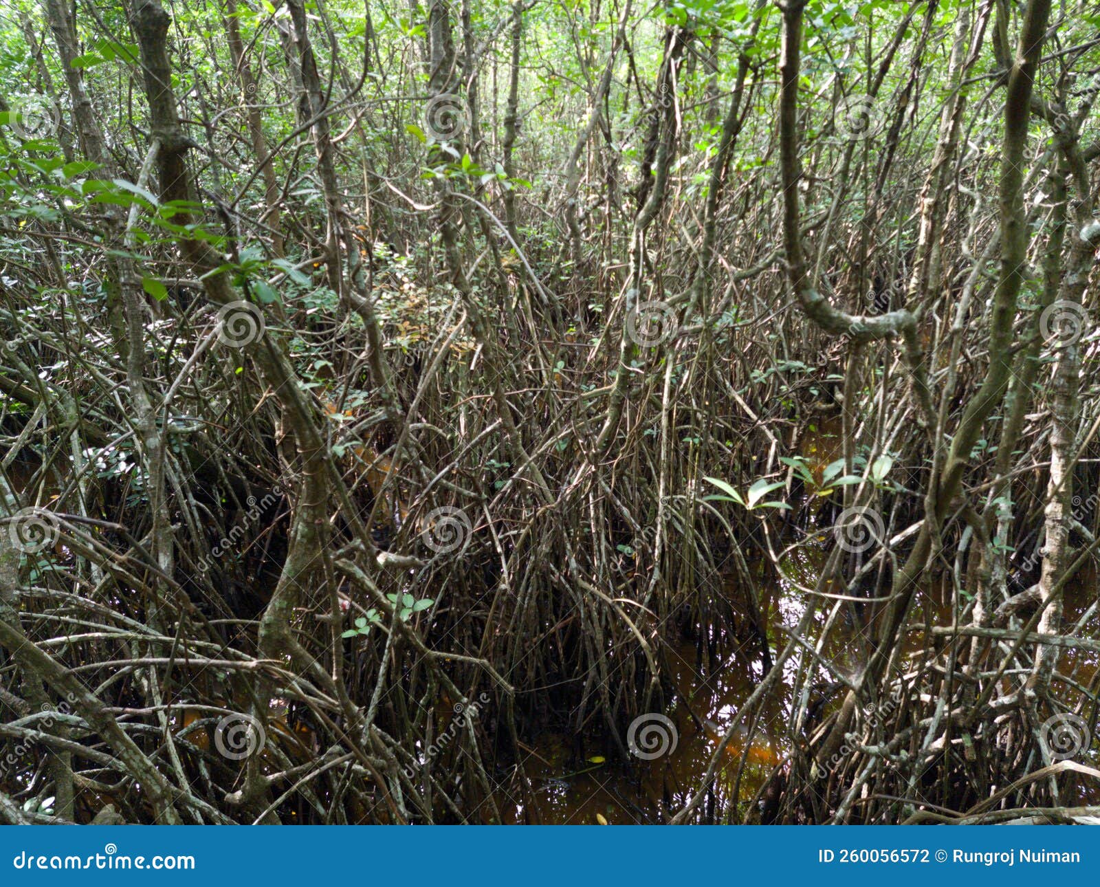 Mangrove Forest in Lagoon with a Lot of Mangrove Trees Stock Photo ...