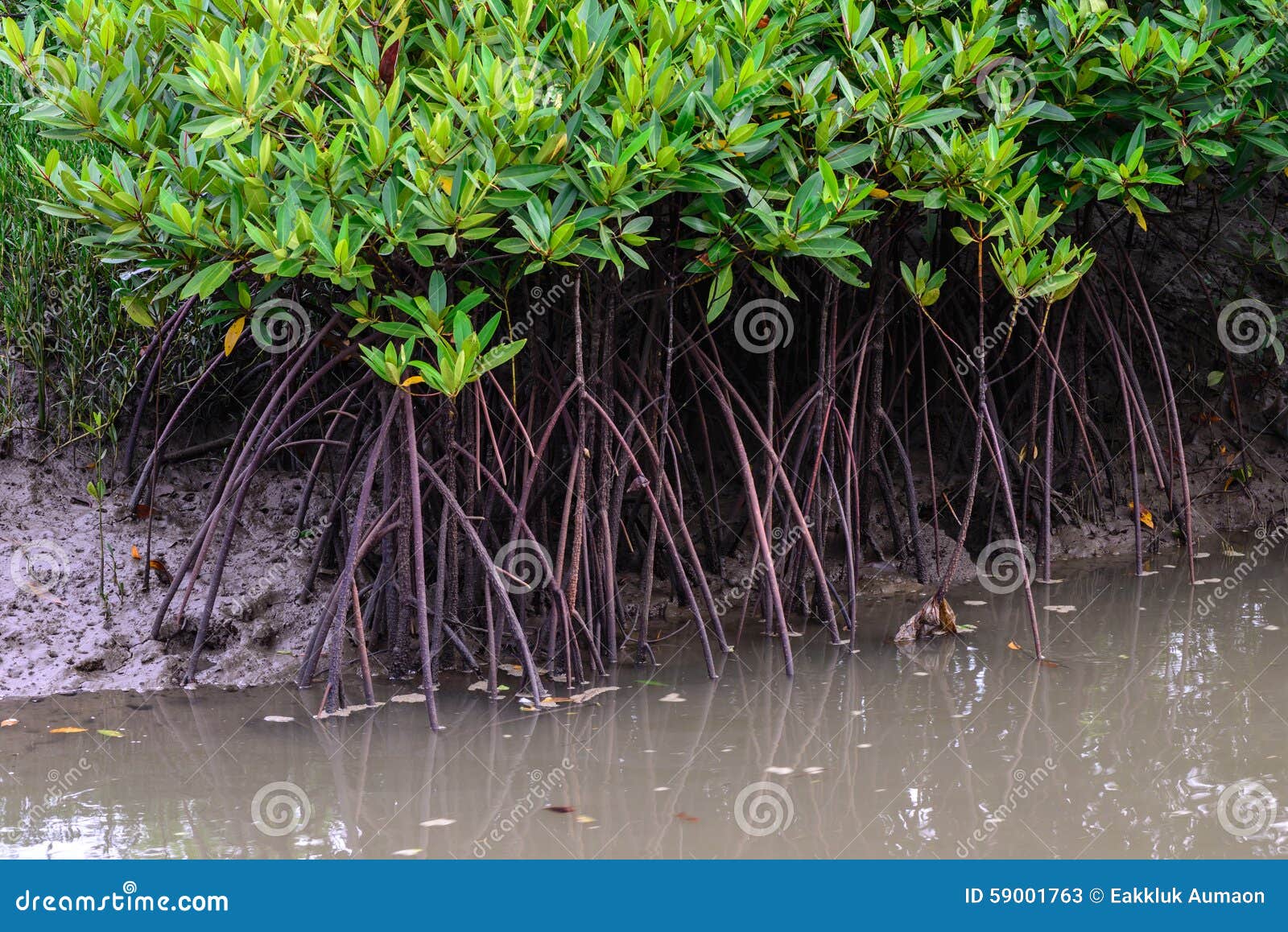 Mangrove Forest at Low Tide Stock Image - Image of jungle, branch: 59001763