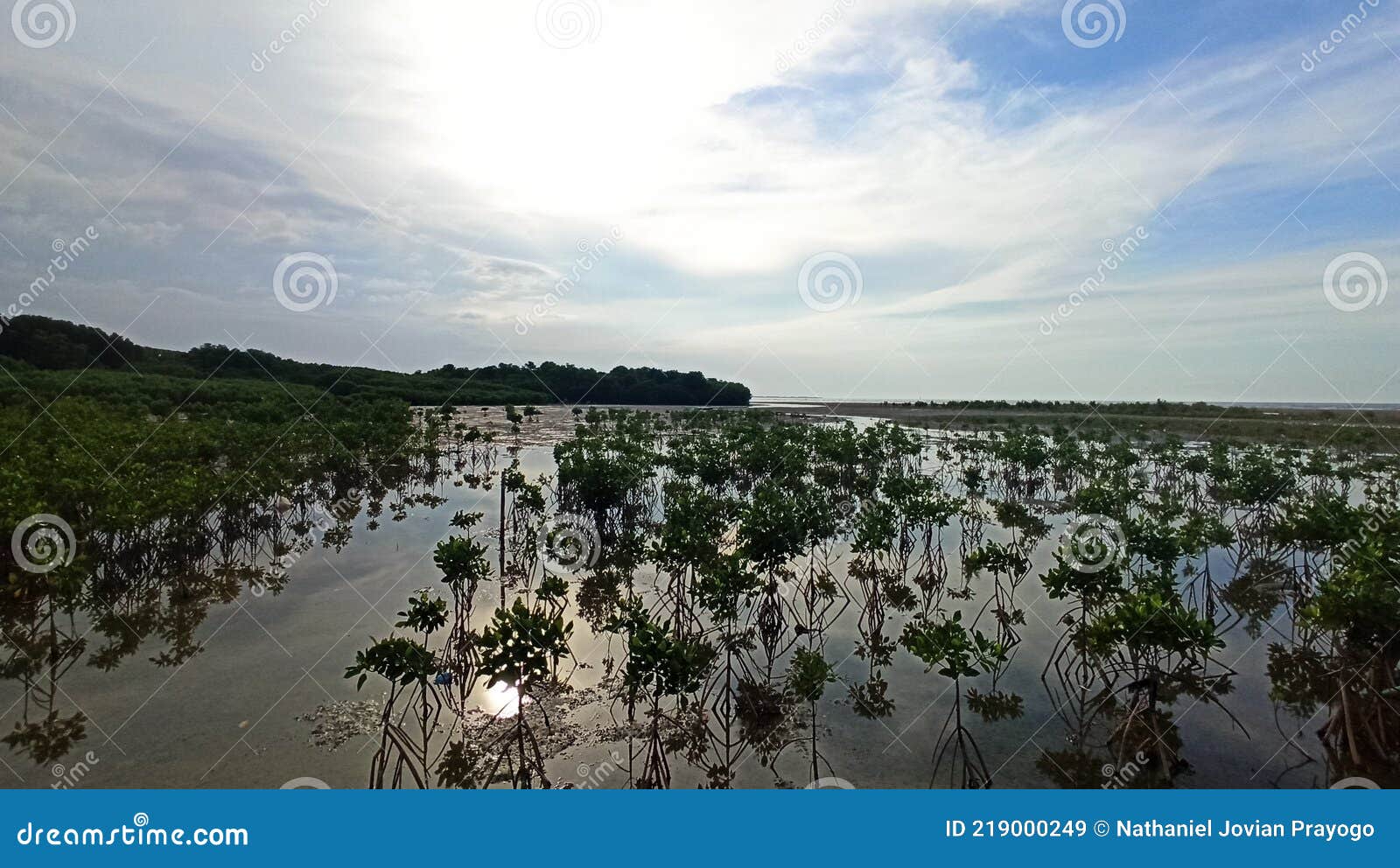 Mangrove Forest Near the Sea Stock Image - Image of water, forest ...
