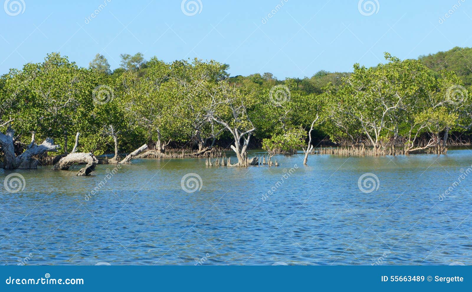 Mangrove Forest in Palawan. Stock Image - Image of beauty, springtime ...