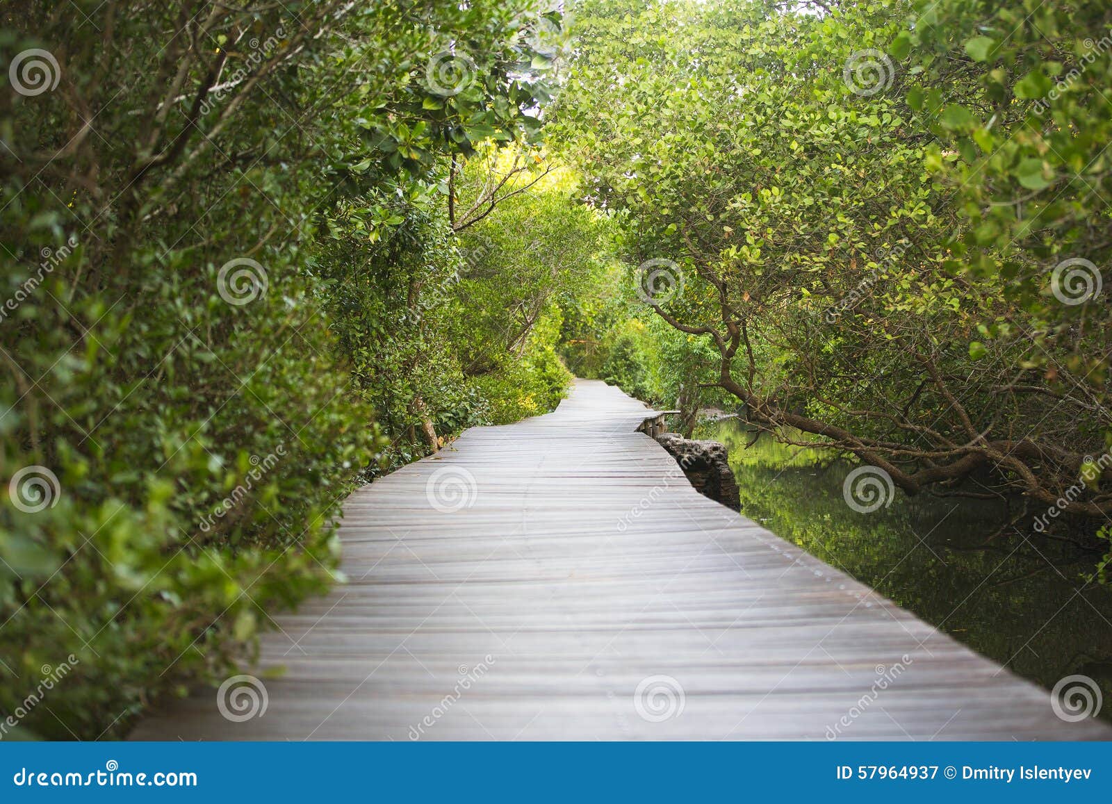 Mangrove forest stock image. Image of asia, leaves, green - 57964937