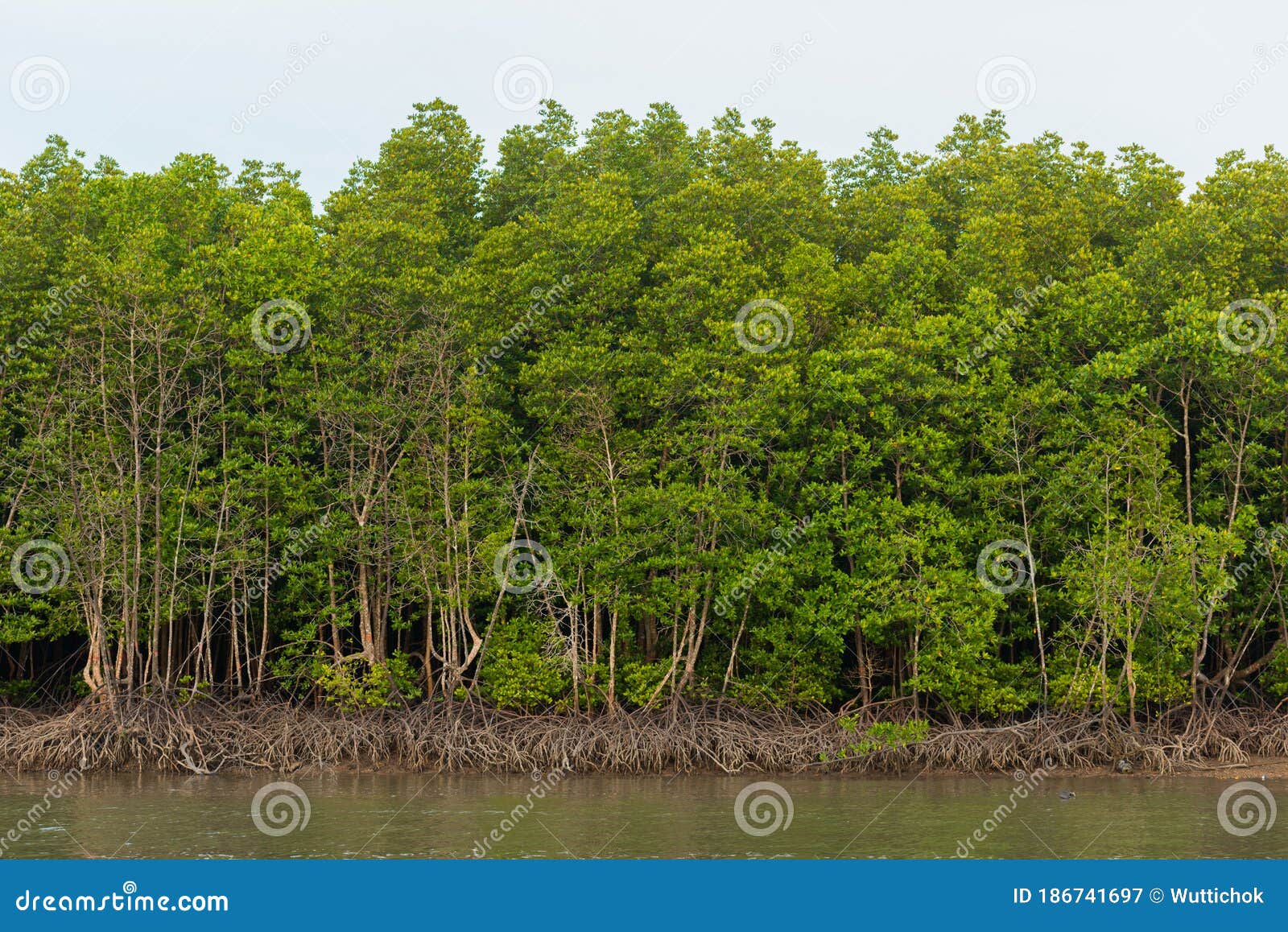 Mangrove forest in phuket stock image. Image of branch - 186741697