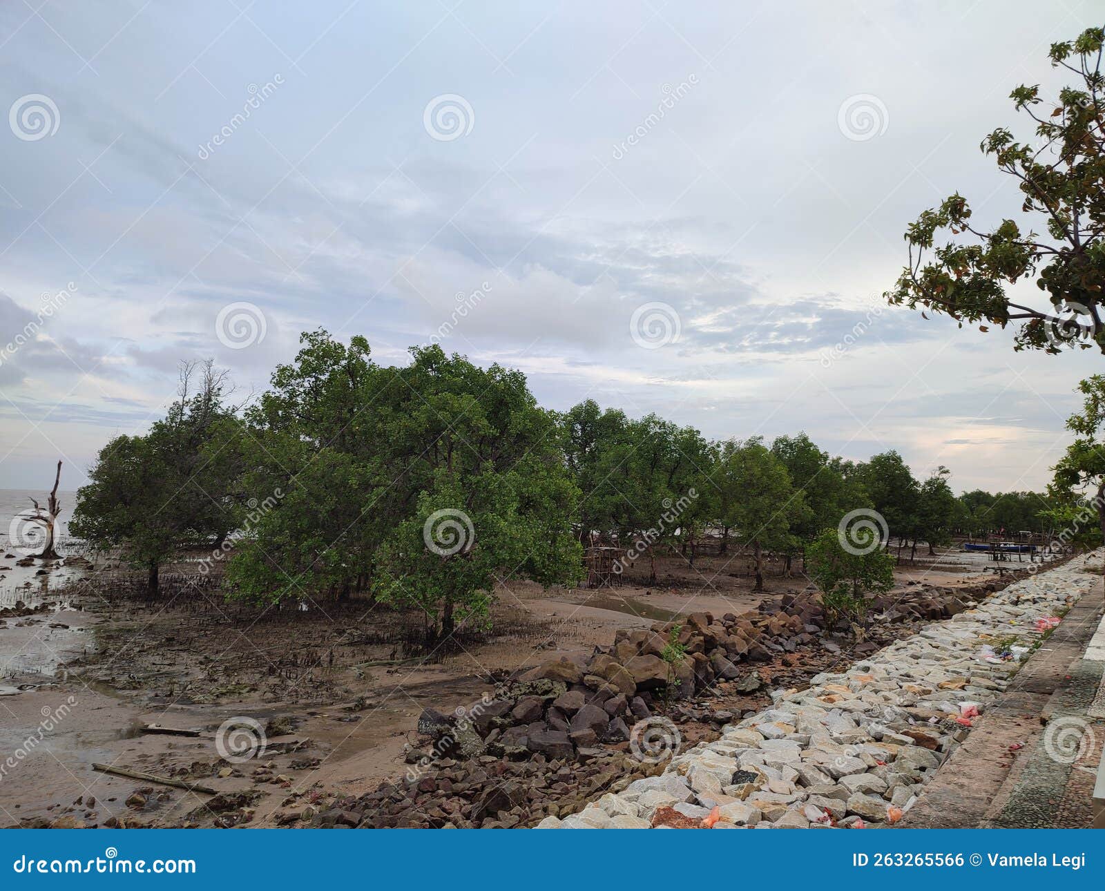 Mangrove Forest Protecting the Shoreline Stock Photo - Image of plant ...