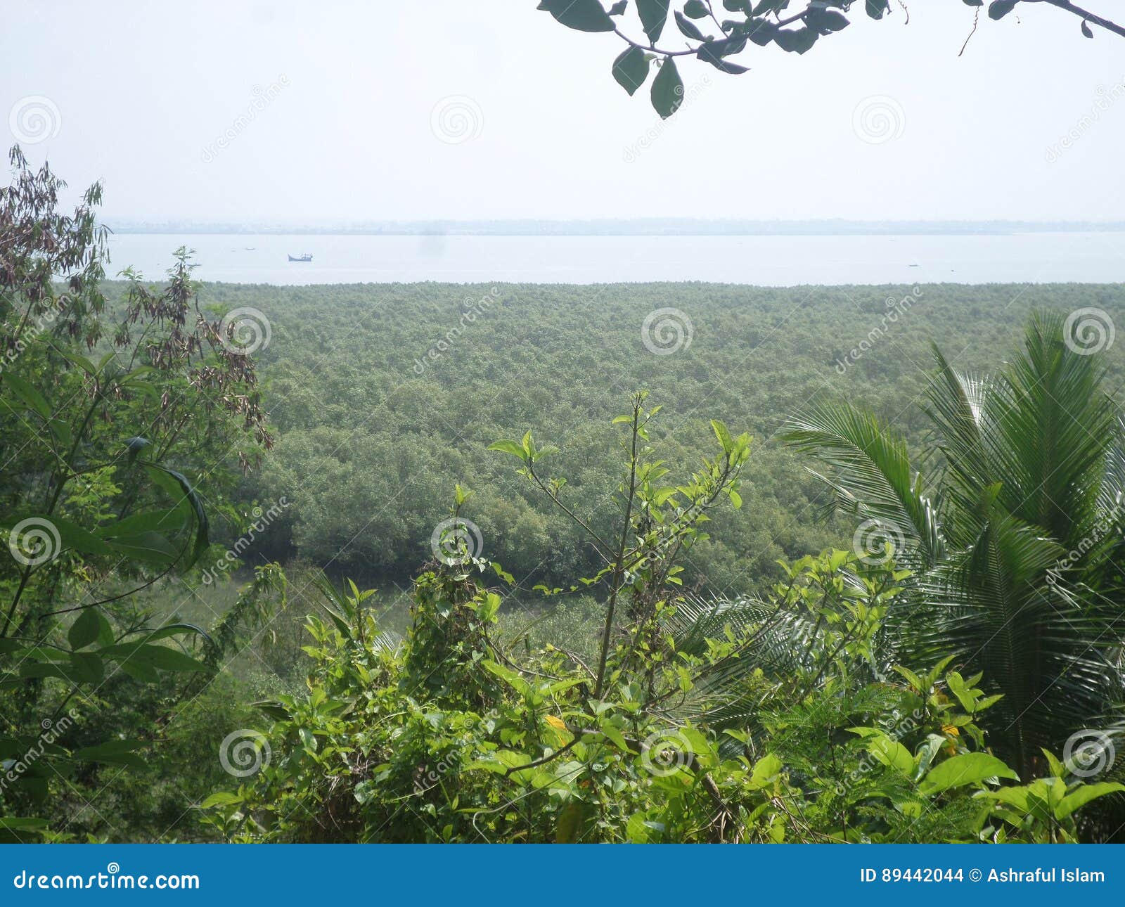 Mangrove Forest and Sea Side Stock Photo - Image of mountain, water ...