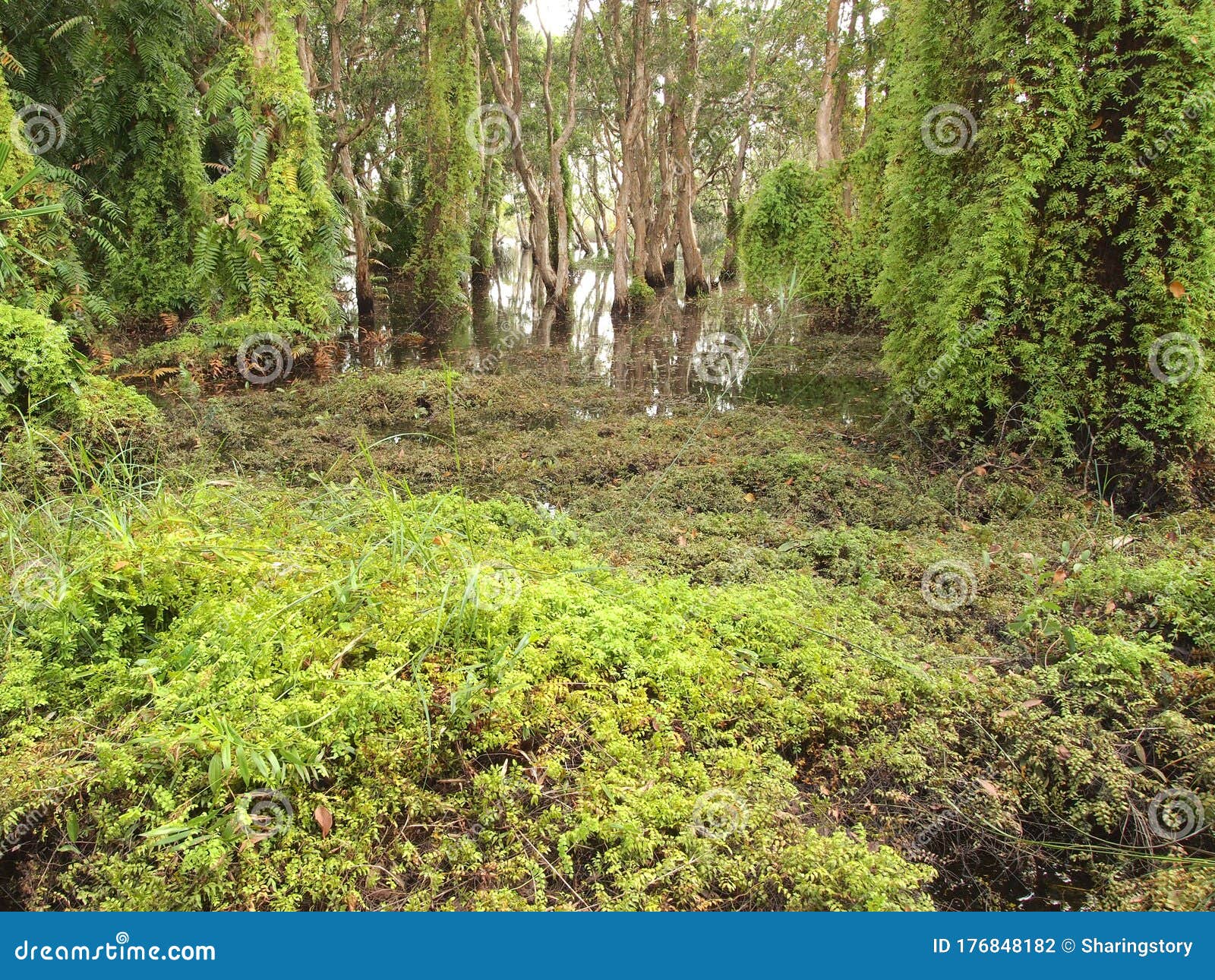 Mangrove Forest and Shadow Tree Stock Photo - Image of scenic, river ...