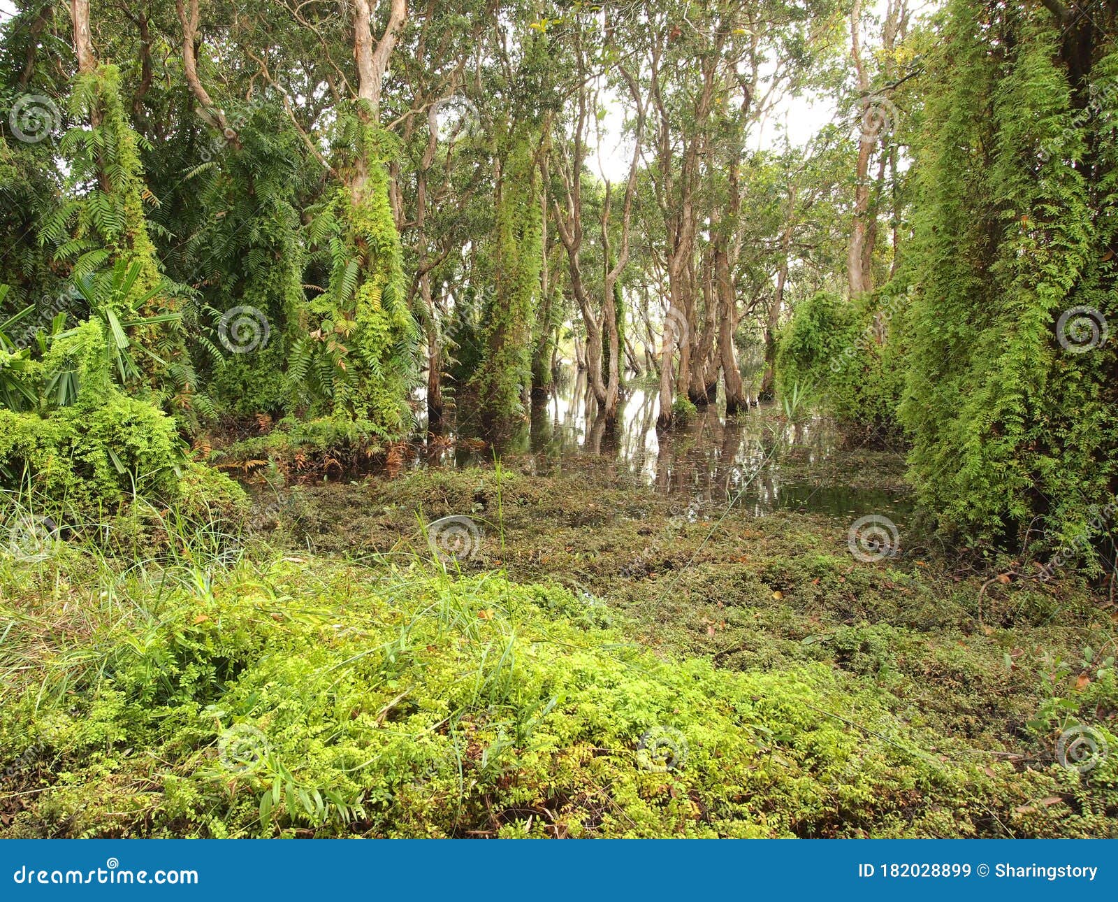 Mangrove Forest and Shadow Tree Stock Image - Image of natural, green ...