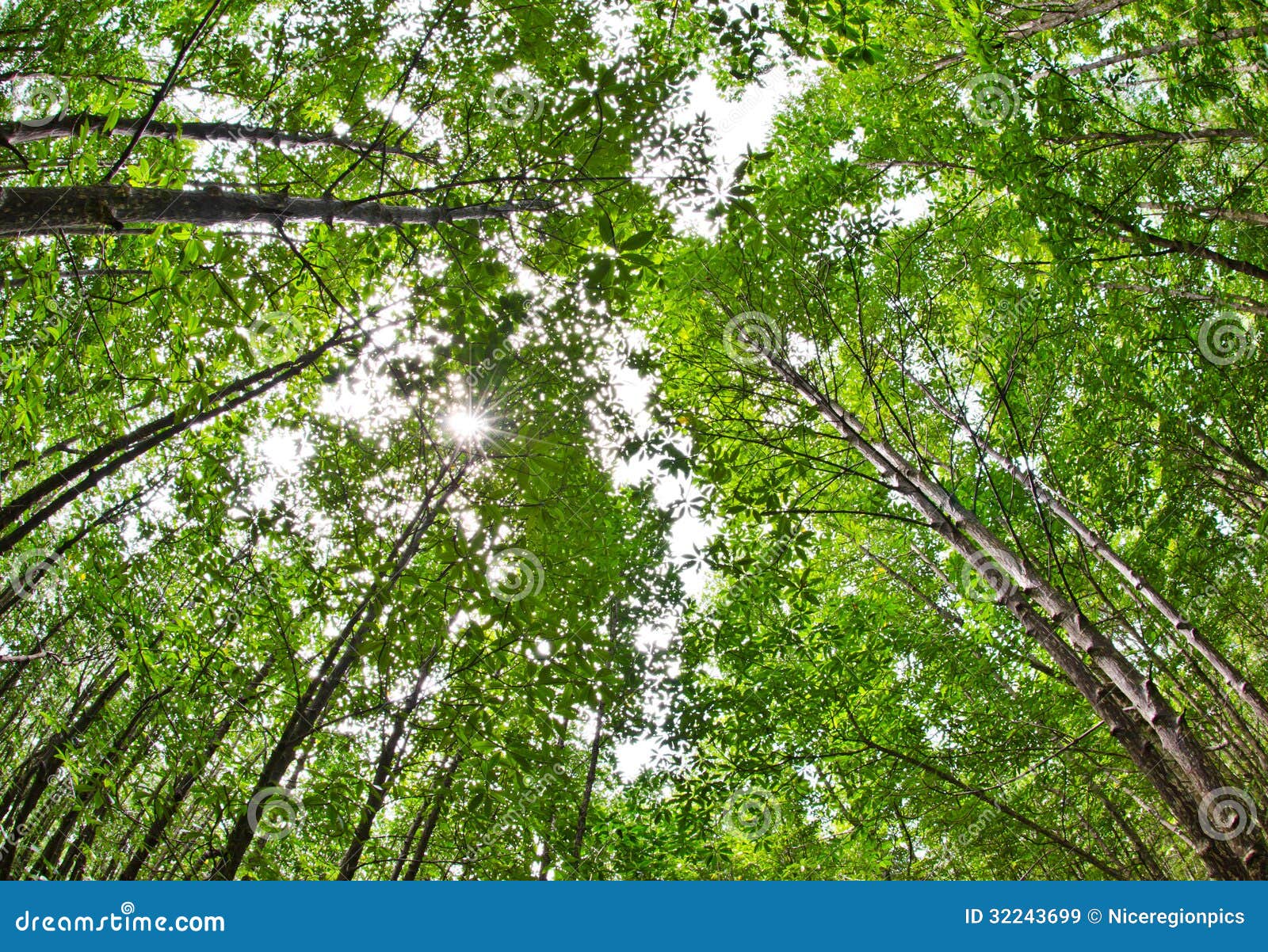 Mangrove forest. stock image. Image of wood, summer, timber - 32243699