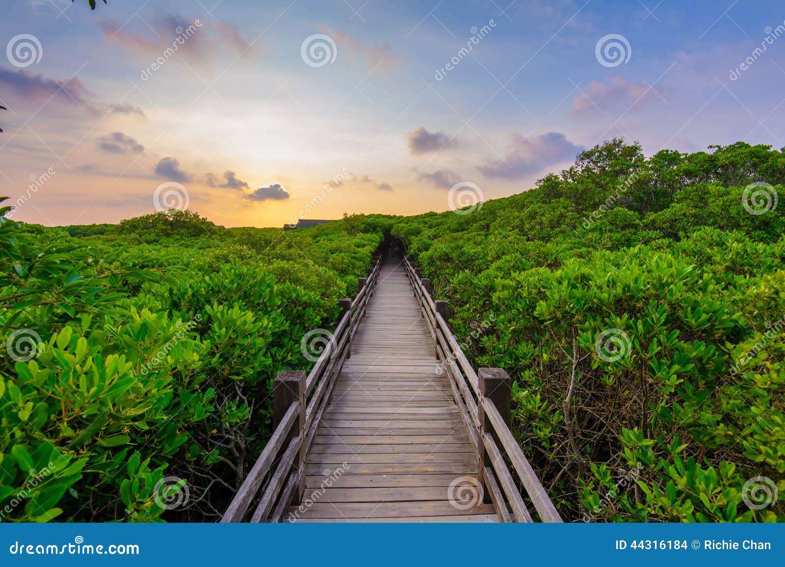 Mangrove Forest by the Sunset Stock Photo - Image of coastline, pathway ...
