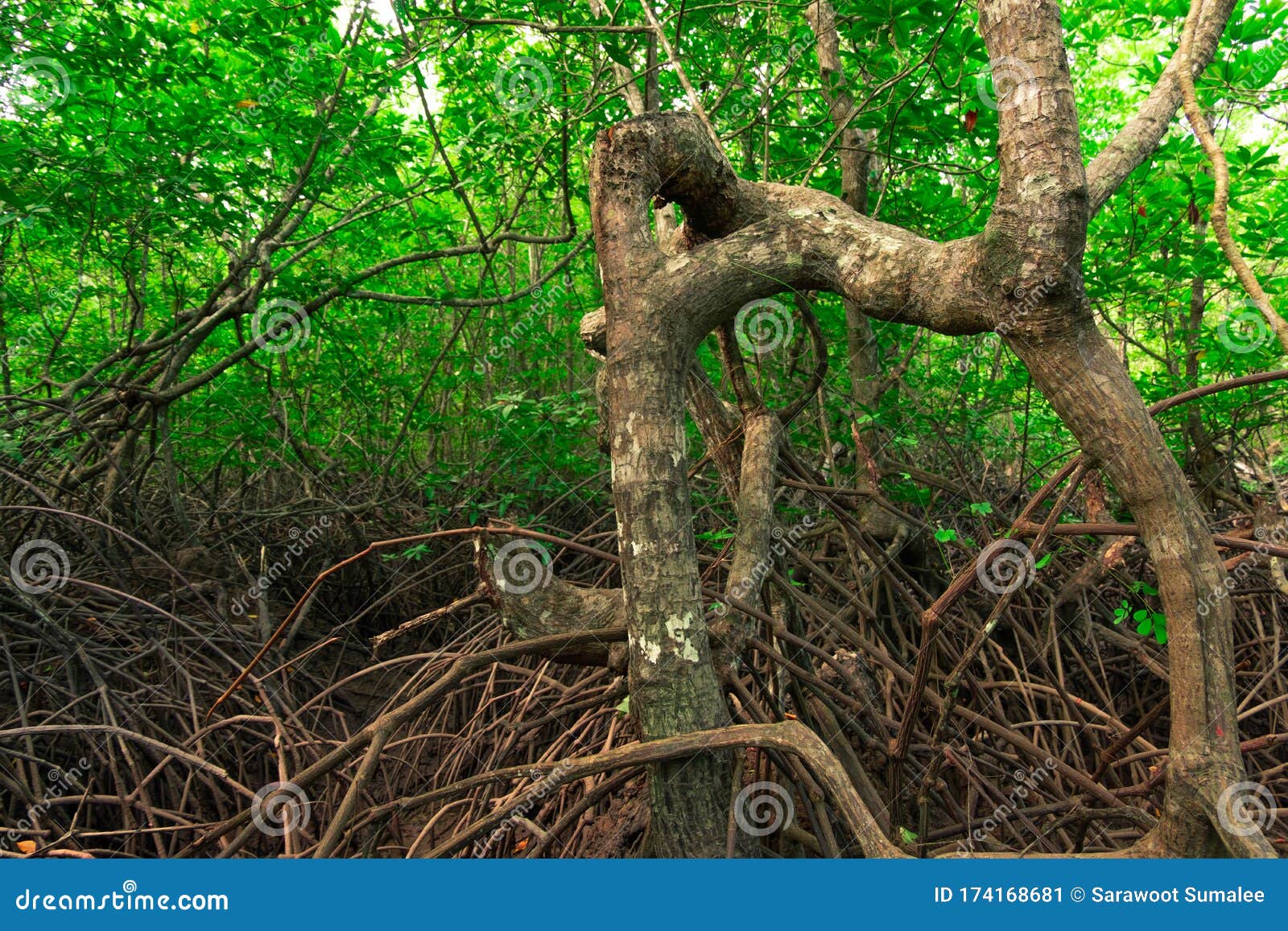 Mangrove Forest and Tangled Roots Stock Image - Image of tropical ...