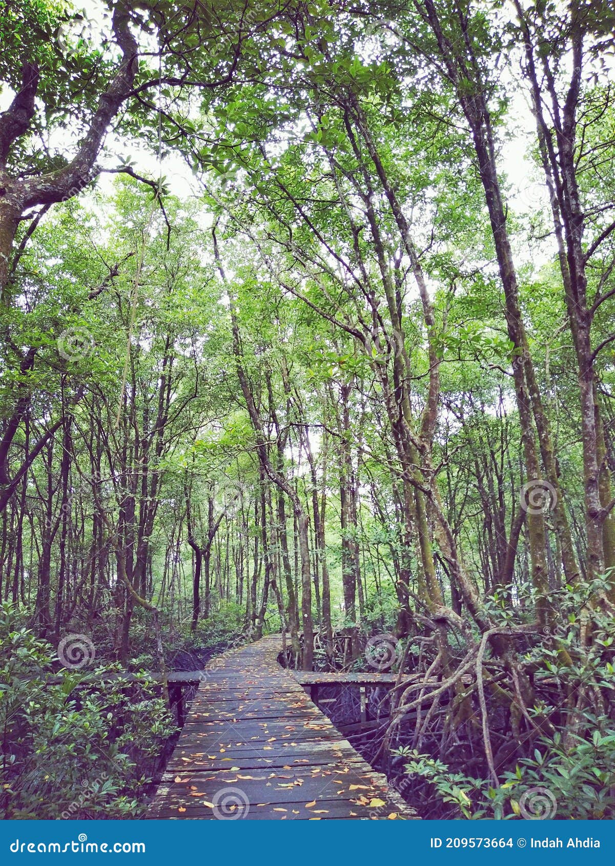 Mangrove forest of Tarakan stock photo. Image of leaf - 209573664