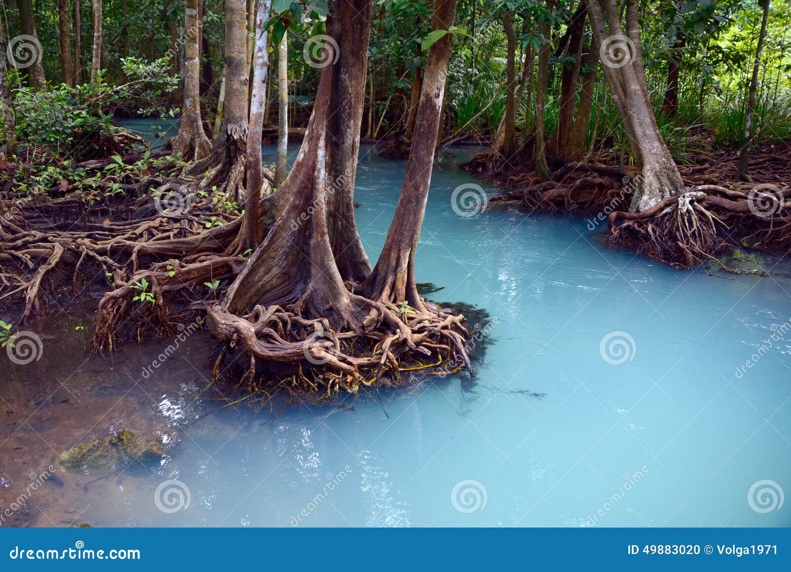 Mangrove forest stock photo. Image of landscape, wildlife - 49883020
