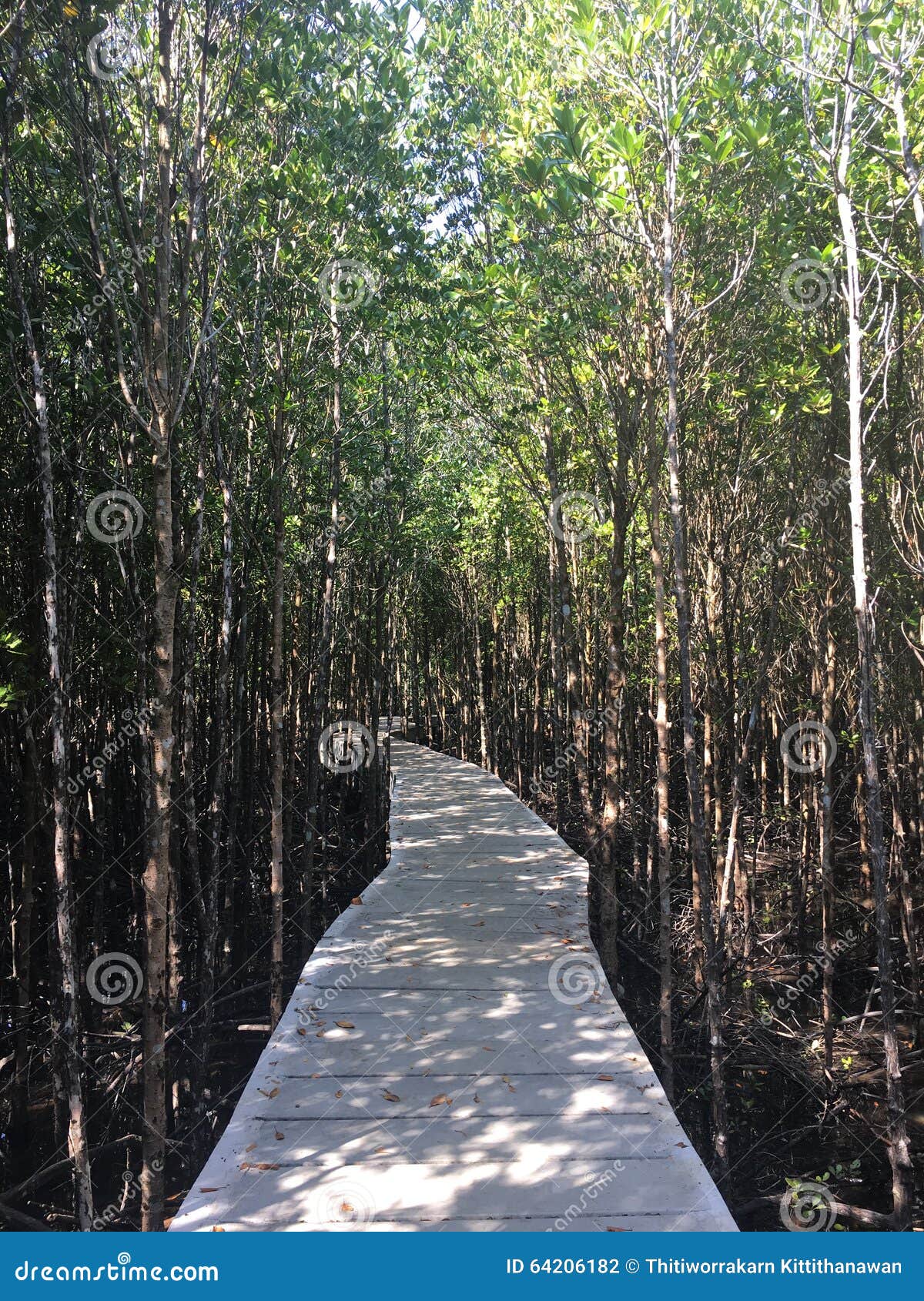 Mangrove Forest in Trat Thailand Editorial Photography - Image of ...