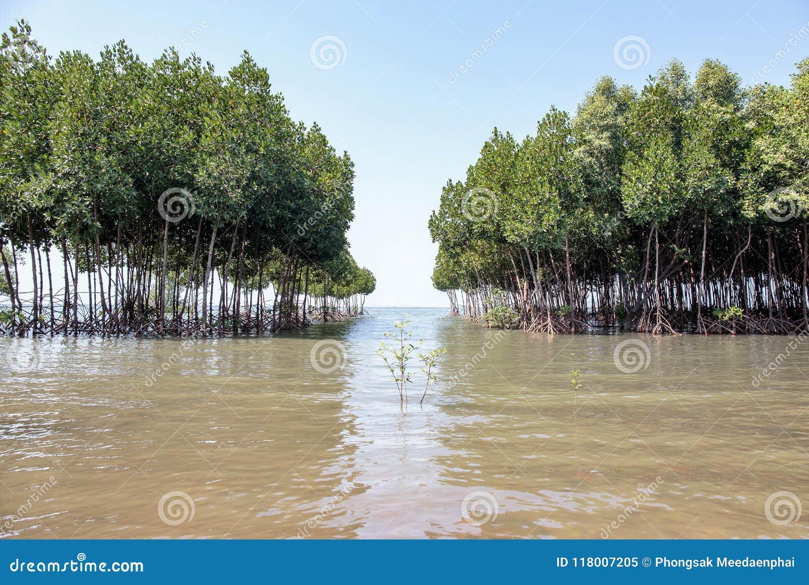 Mangrove Forest at Sea Beach. Stock Image - Image of tree, branch ...