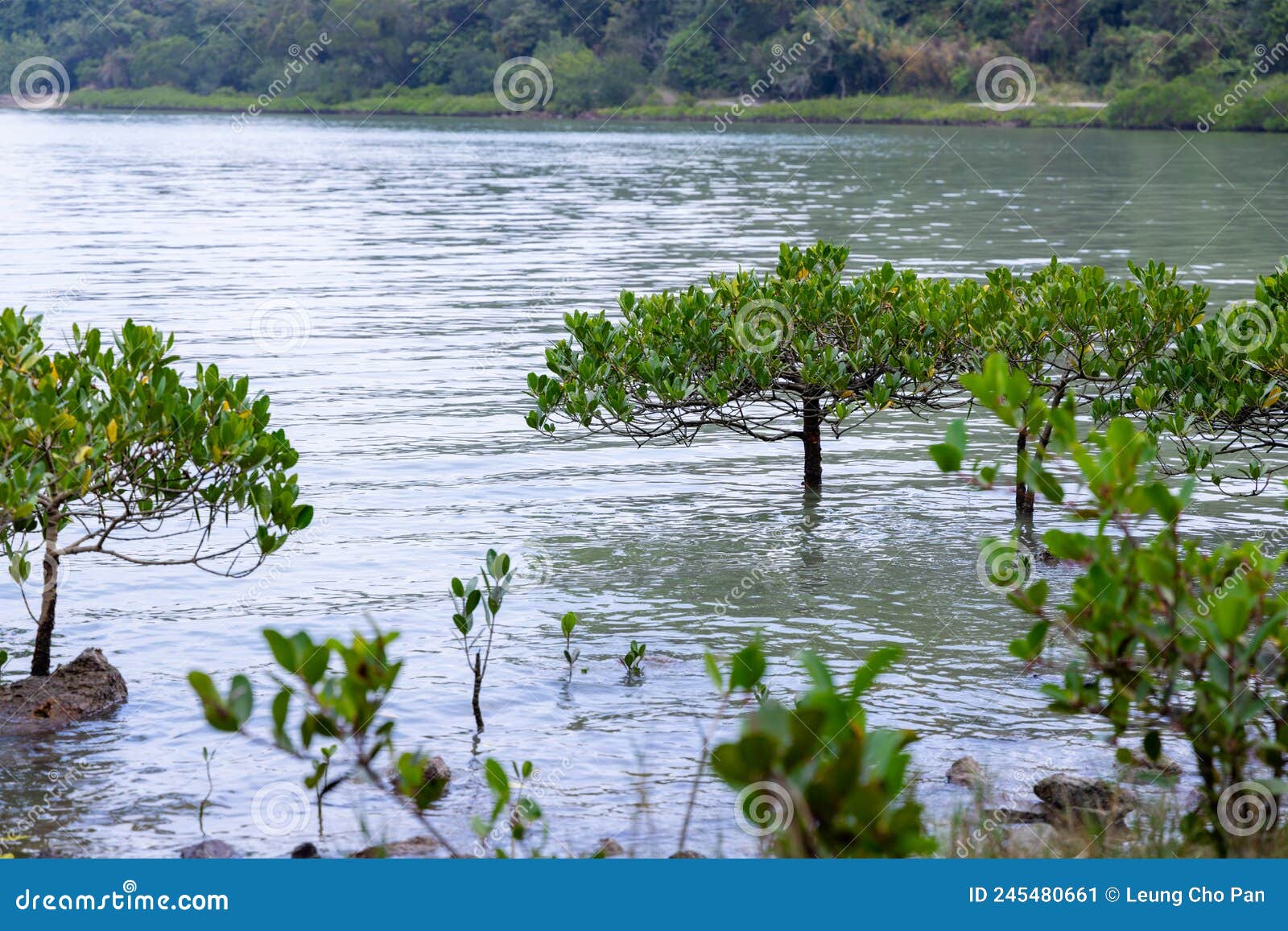 Mangrove Forest Tree at Sea Side Stock Image - Image of green, scenic ...