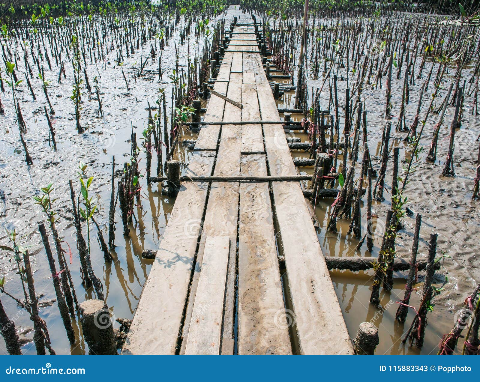 Mangrove Forest with Walkway Stock Image - Image of walkway, edge ...