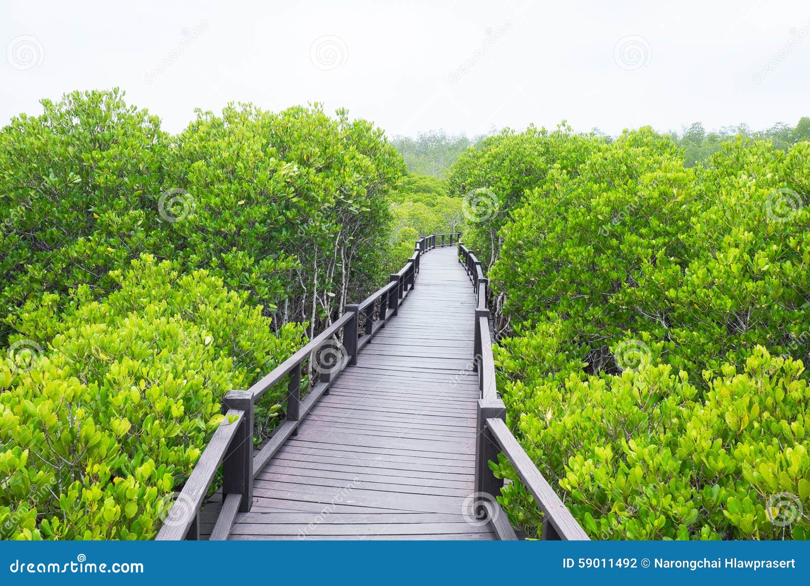 Mangrove forest with wood stock photo. Image of bark - 59011492