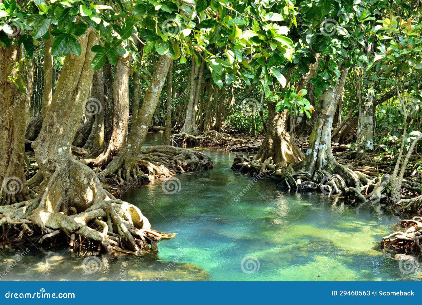 Mangrove forests stock image. Image of sand, river, green - 29460563