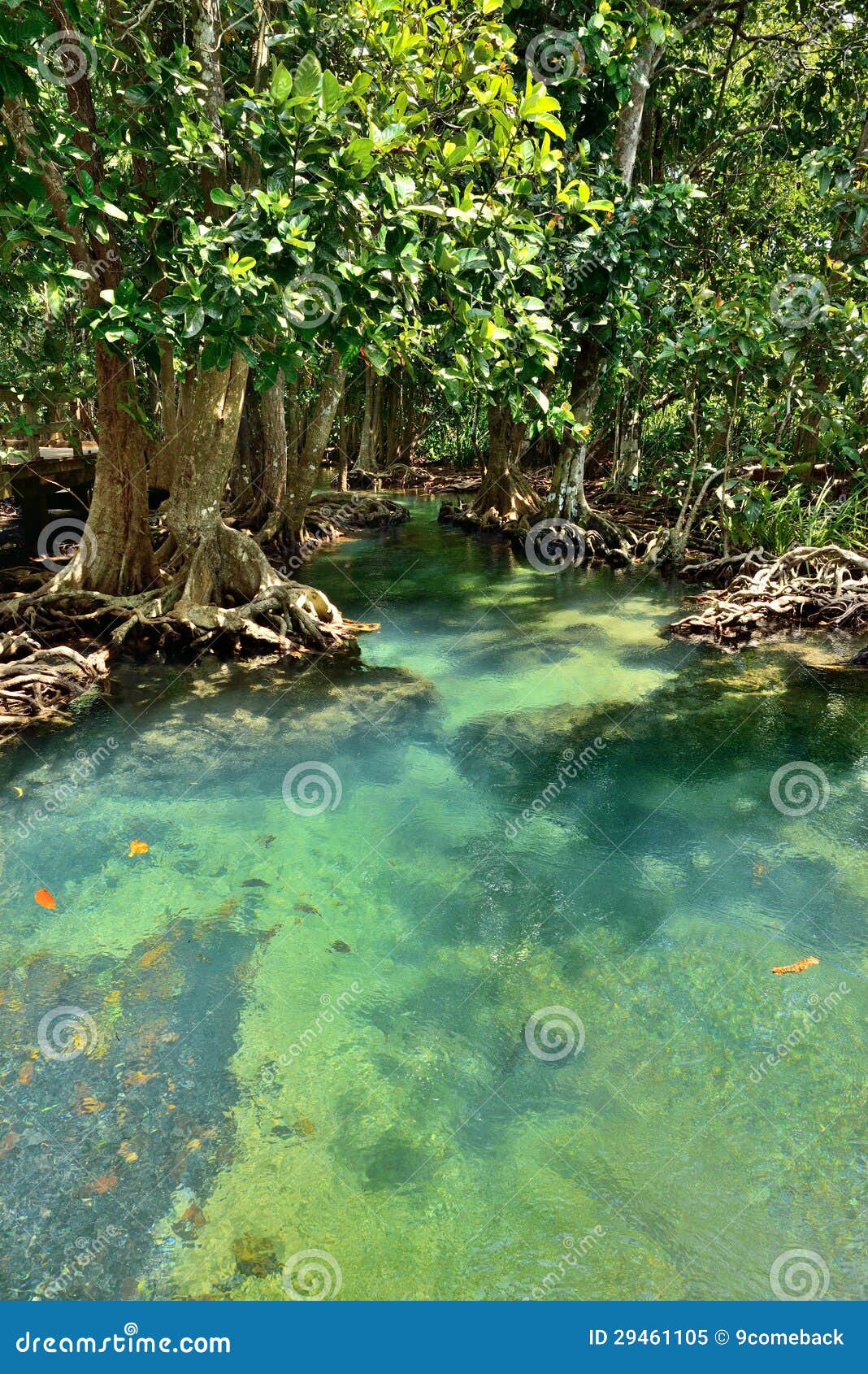 Mangrove forests stock image. Image of nature, beautiful - 29461105