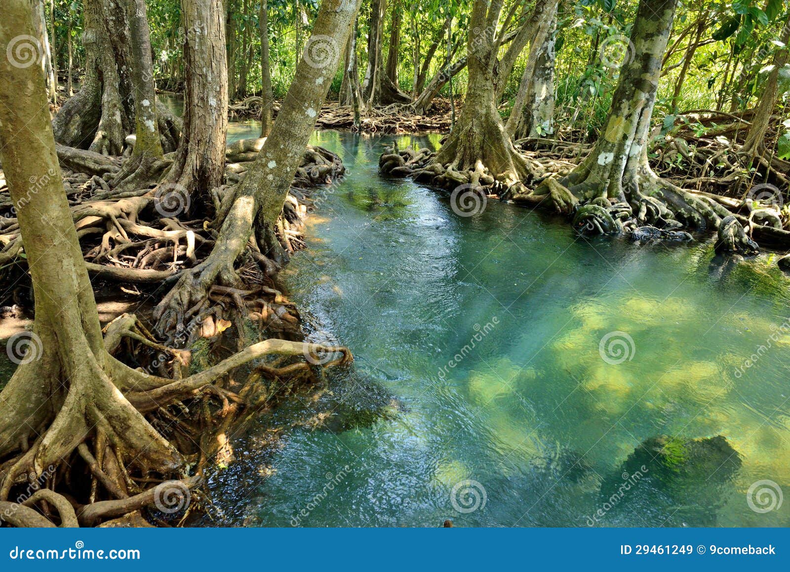 Mangrove forests stock image. Image of peaceful, leaf - 29461249