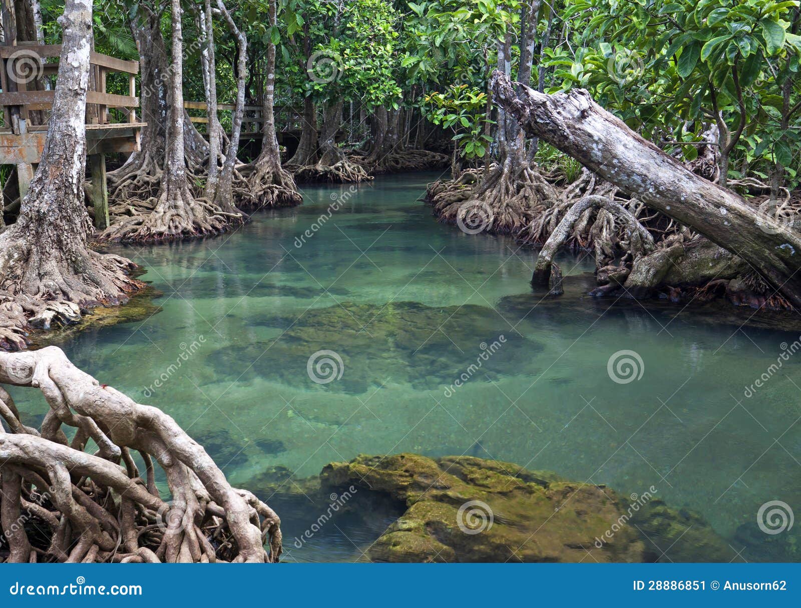 Mangrove Forests with River Stock Image - Image of beach, foliage: 28886851