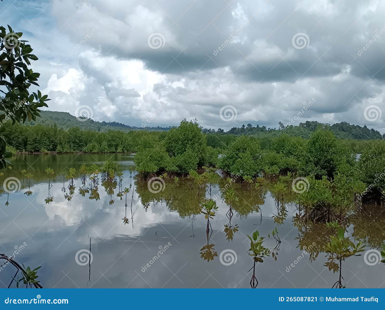 Mangrove Forests and Rivers in Mangrove Gardens Stock Image - Image of ...