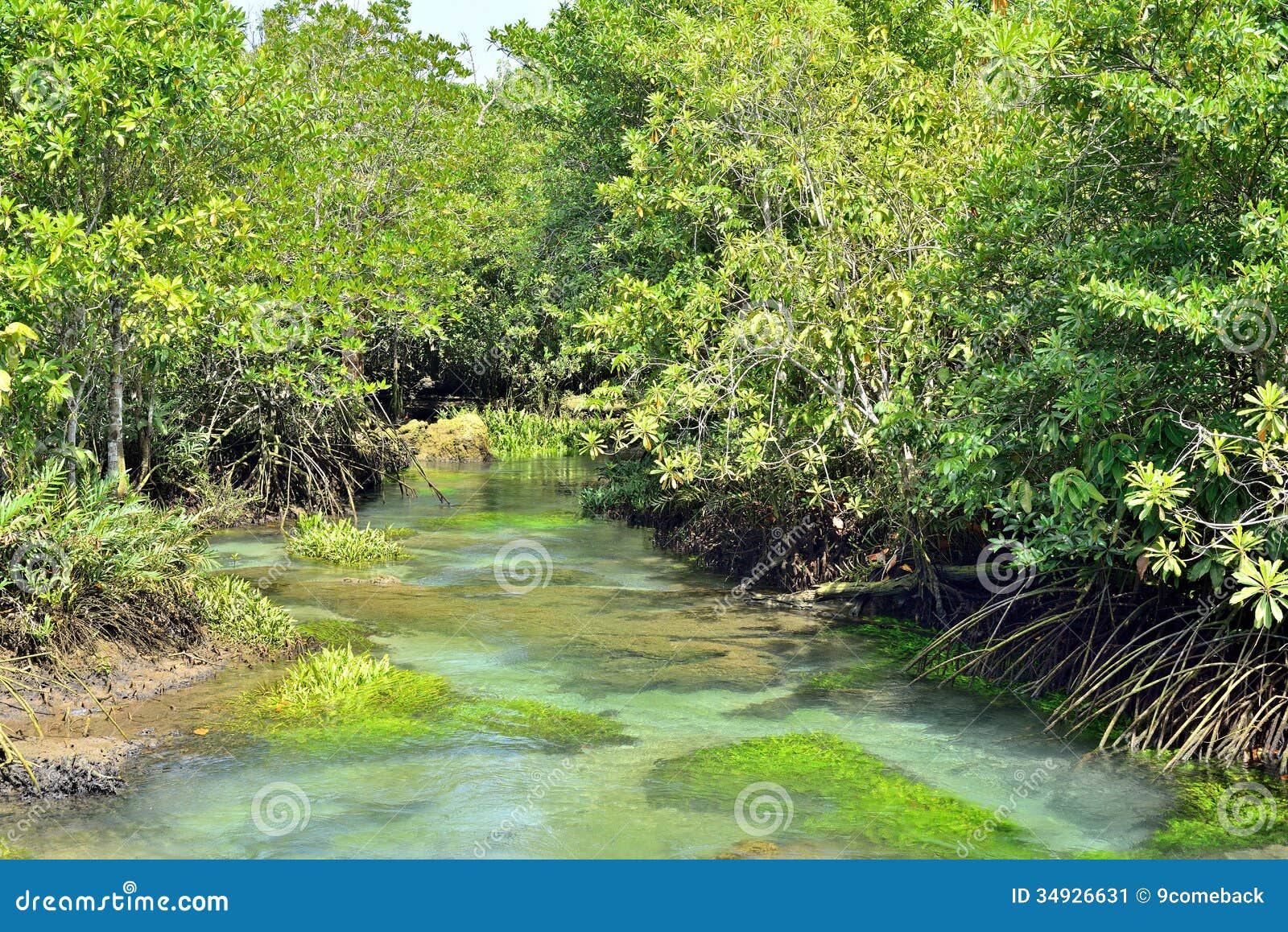 Mangrove forests stock image. Image of peaceful, plant - 34926631