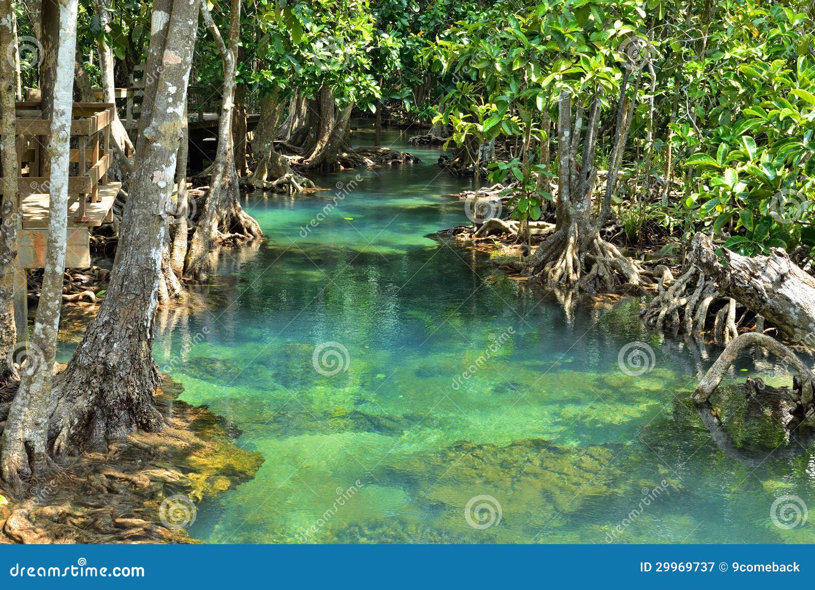 Mangrove Forests Along The Tarcoles River Royalty-Free Stock Image ...